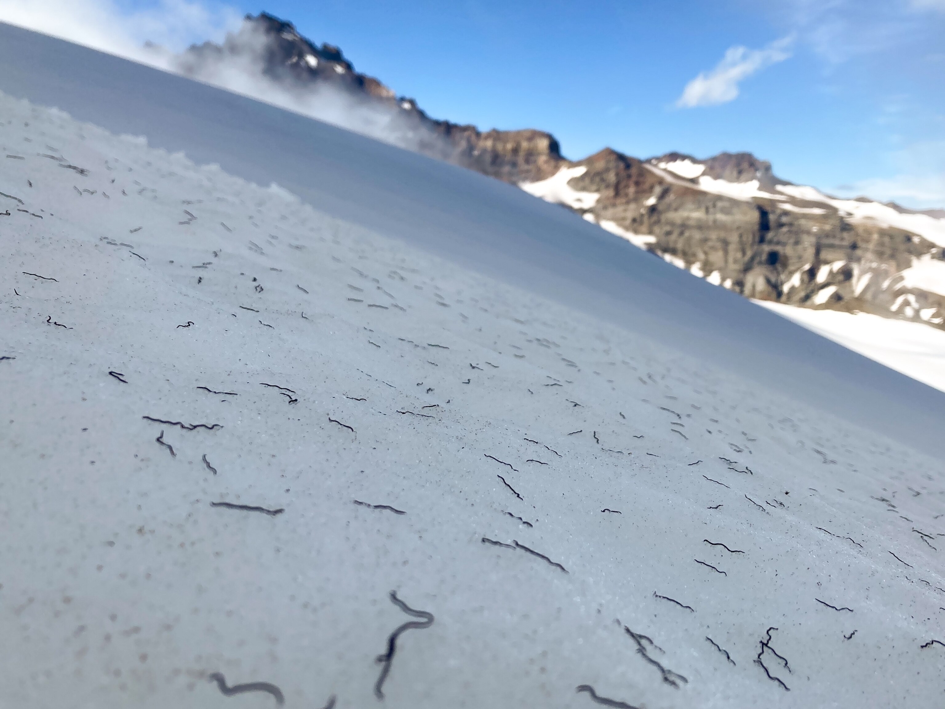 Meet the ice worm, which lives in glaciers—a scientific 'paradox'