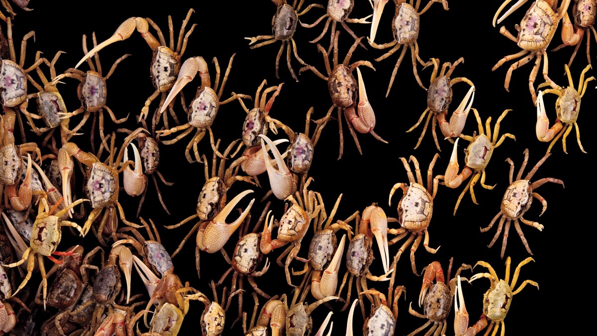 Male Crabs Claw Their Way to Successful Seductions | National Geographic