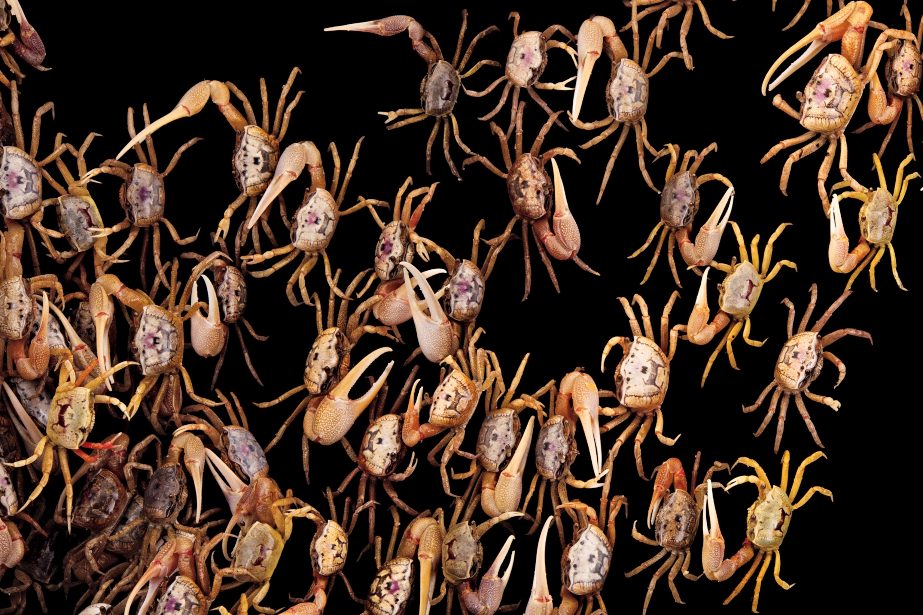 Male Crabs Claw Their Way to Successful Seductions