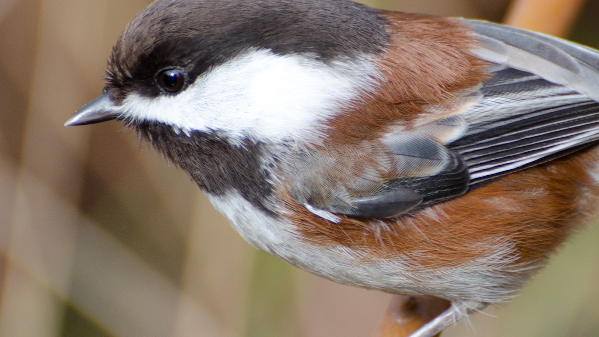 Chestnut-Backed Chickadee | National Geographic | National Geographic