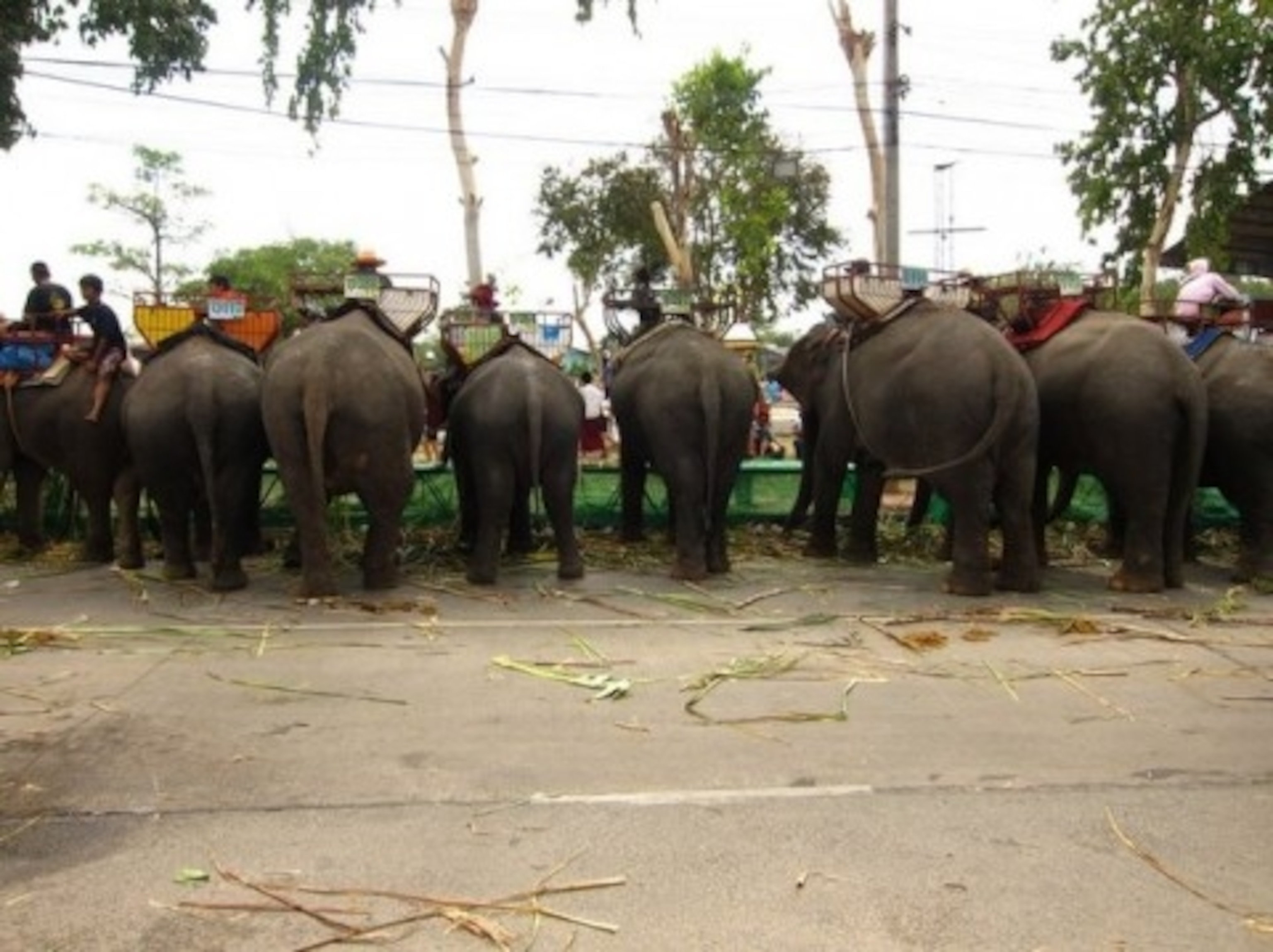 The Elephant Buffet | National Geographic