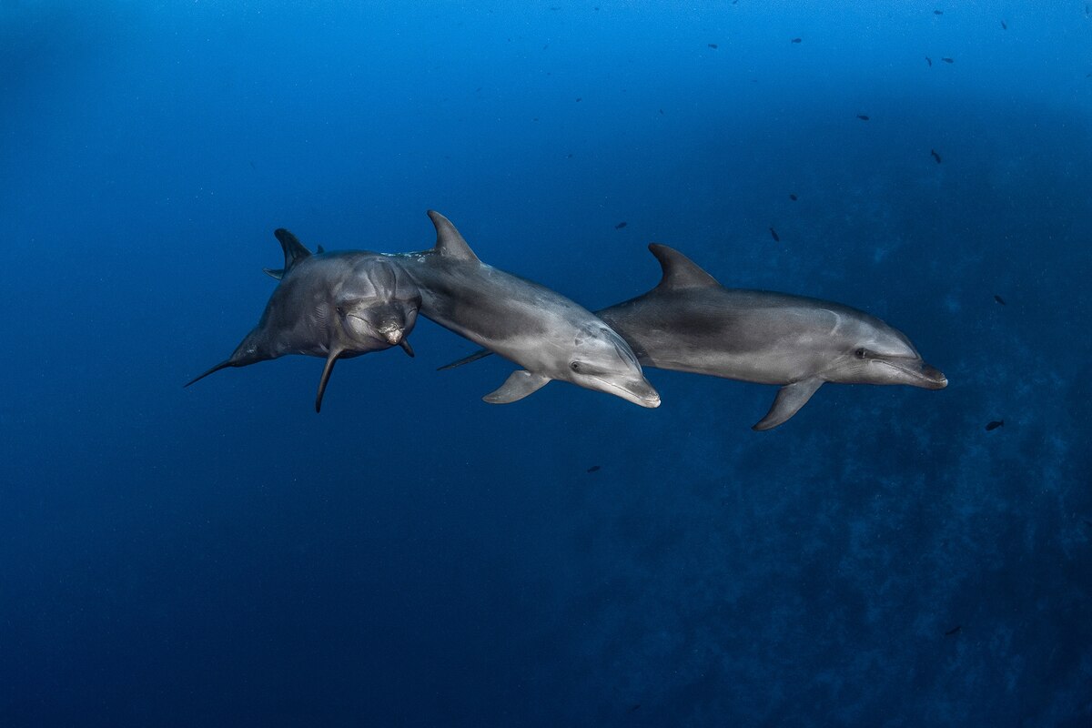 Dolphins learn how to use tools from peers, just like great apes
