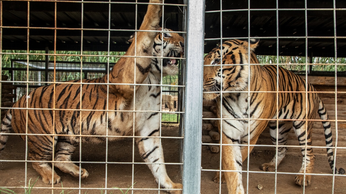 What's going to happen to Joe Exotic's animals? | National Geographic