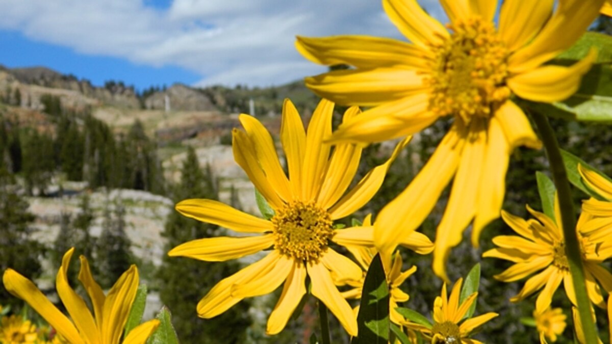 Outdoor Skills + Advice: Beautiful and Dangerous – Spring Plant Safety ...