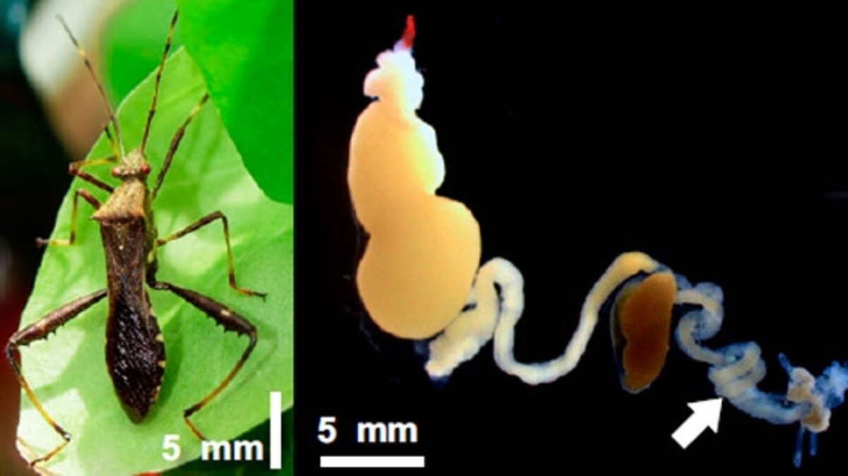Bug becomes instantly resistant to insecticide by swallowing the right ...