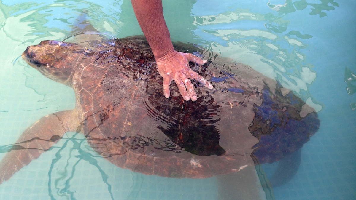 Sea Turtle Recovering After Being Stepped on and Beaten for Selfies ...