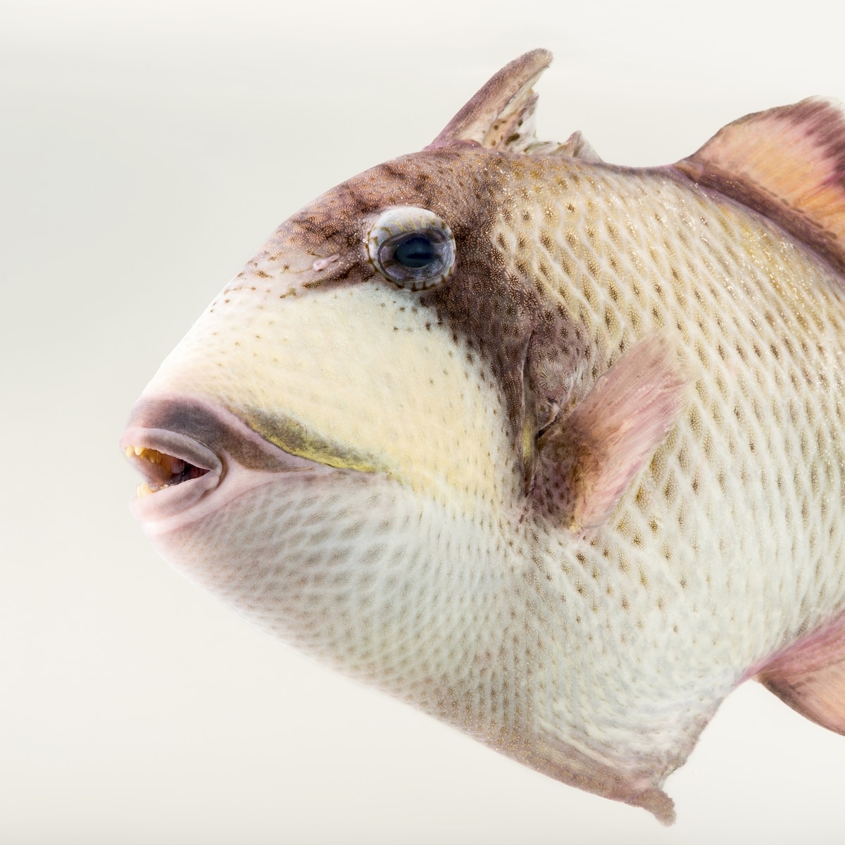 Triggerfish | National Geographic