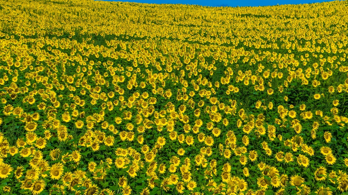 How to breed a climate resilient sunflower? Look to its ancient cousins ...