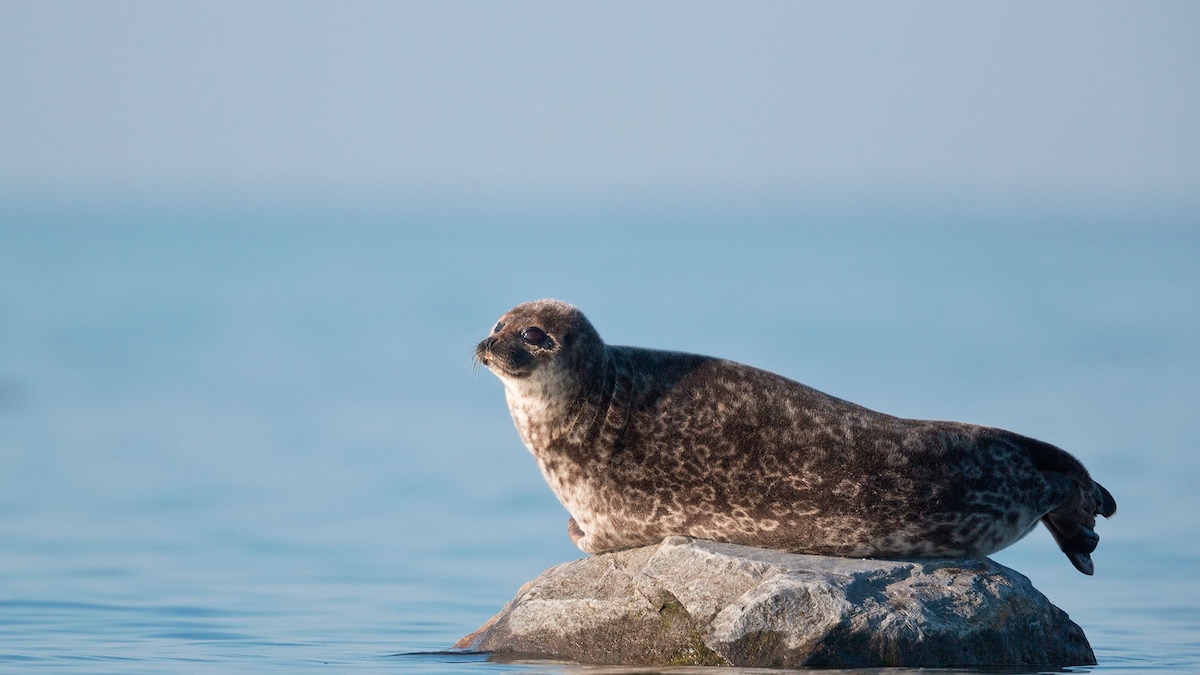 Arctic Ringed Seal