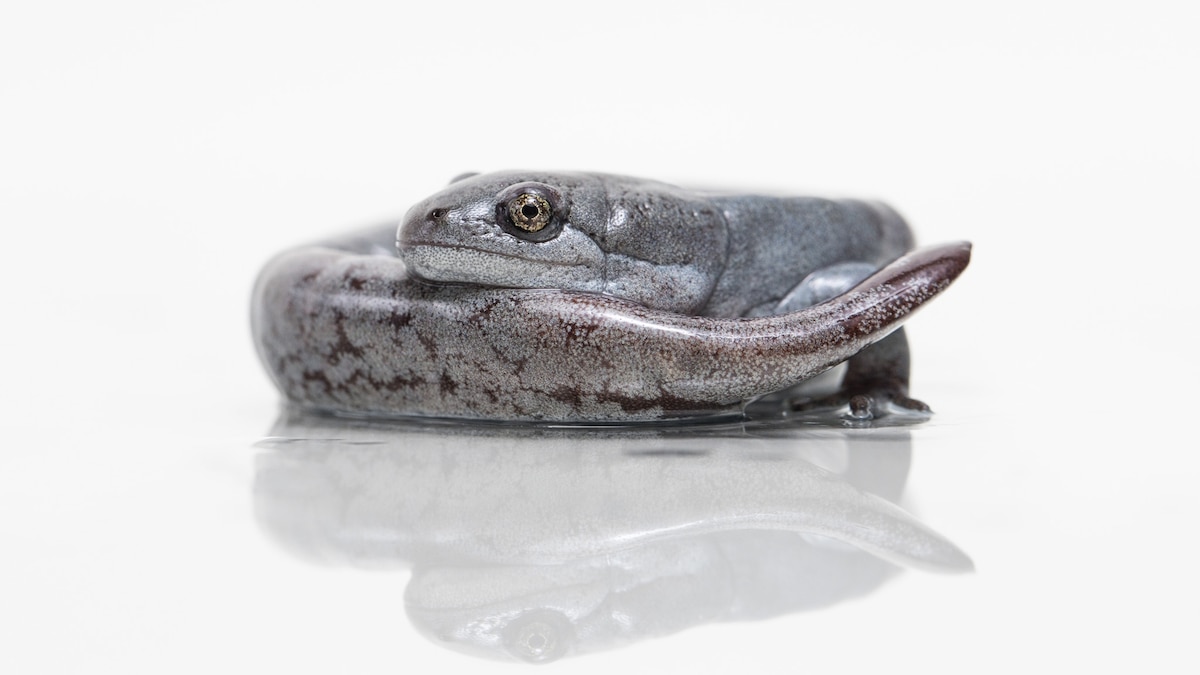 Who Needs Males? Self-Cloning Females Heal Faster | National Geographic