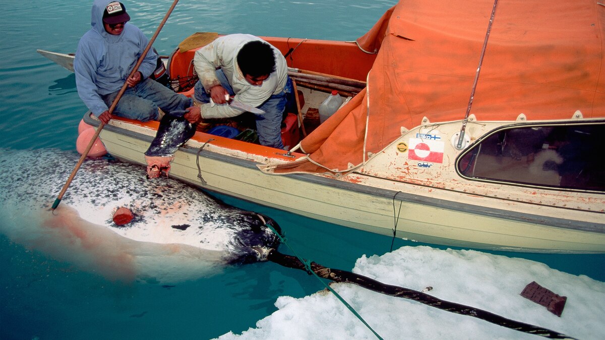 Pictures: Dolphins and Whales Hunted Despite Protection - National ...