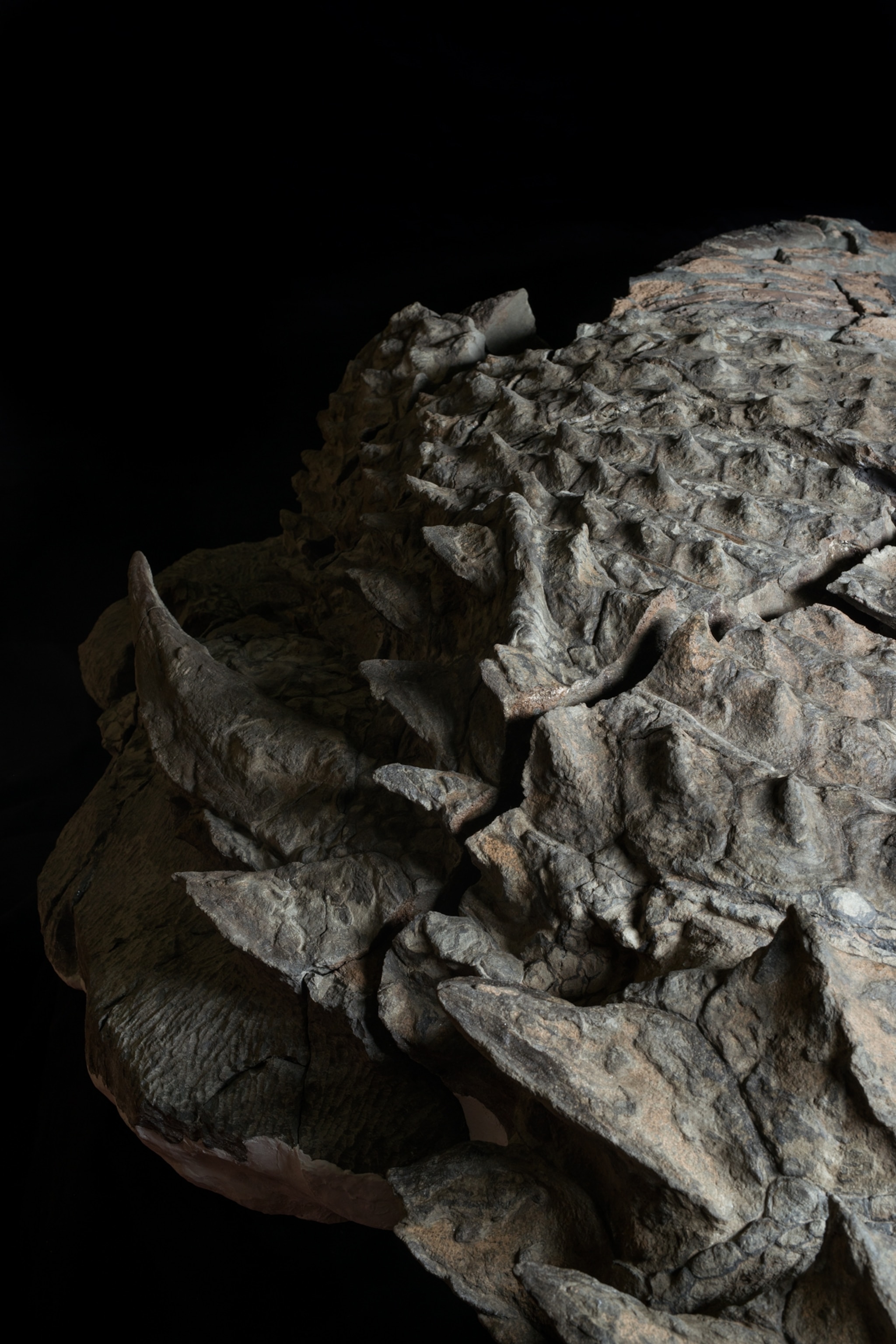 This Dinosaur Is the 'Most Impressive Fossil' We've Ever Seen