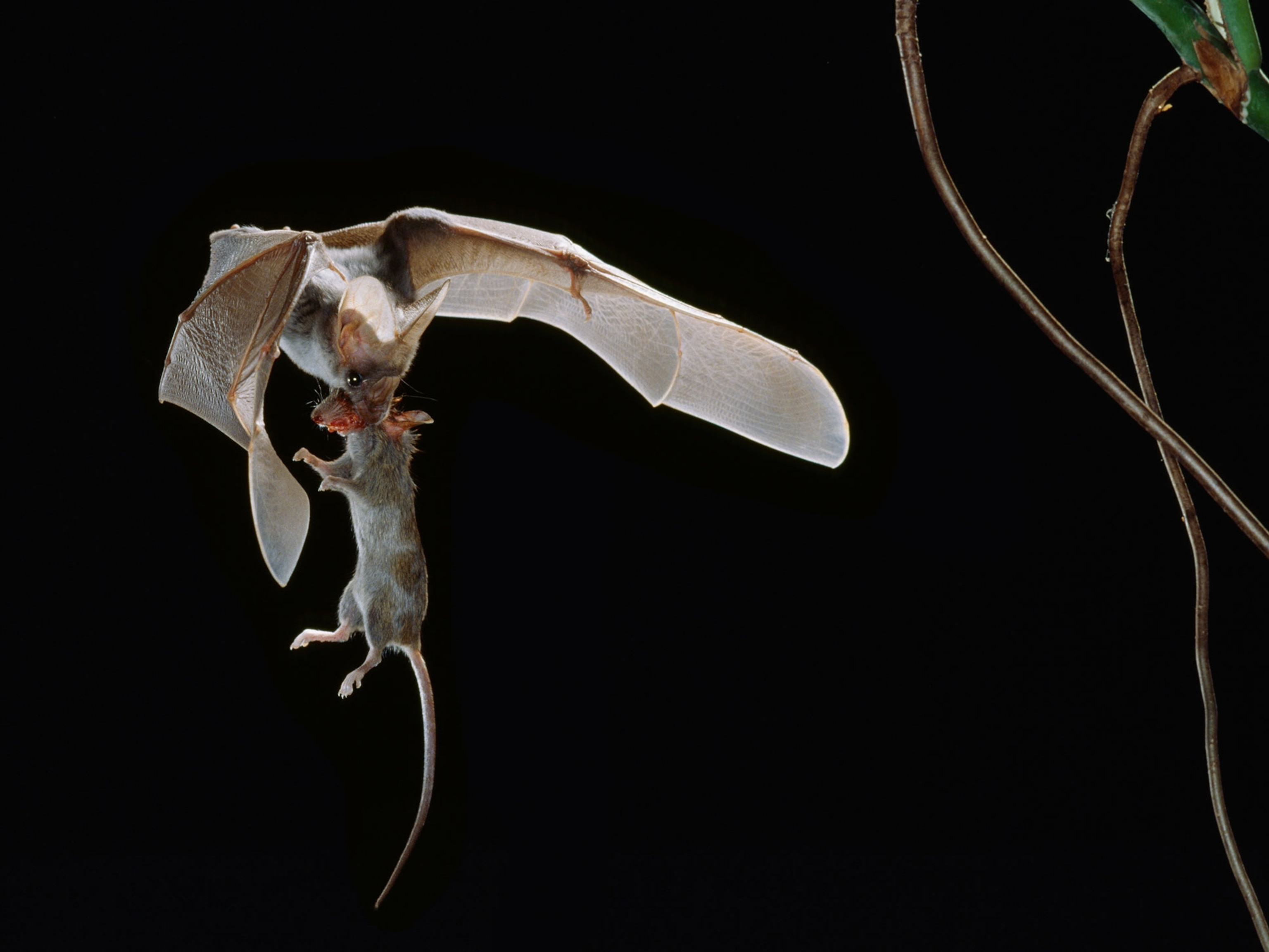 Meet the Microbats: Winged Creatures' Secrets Revealed