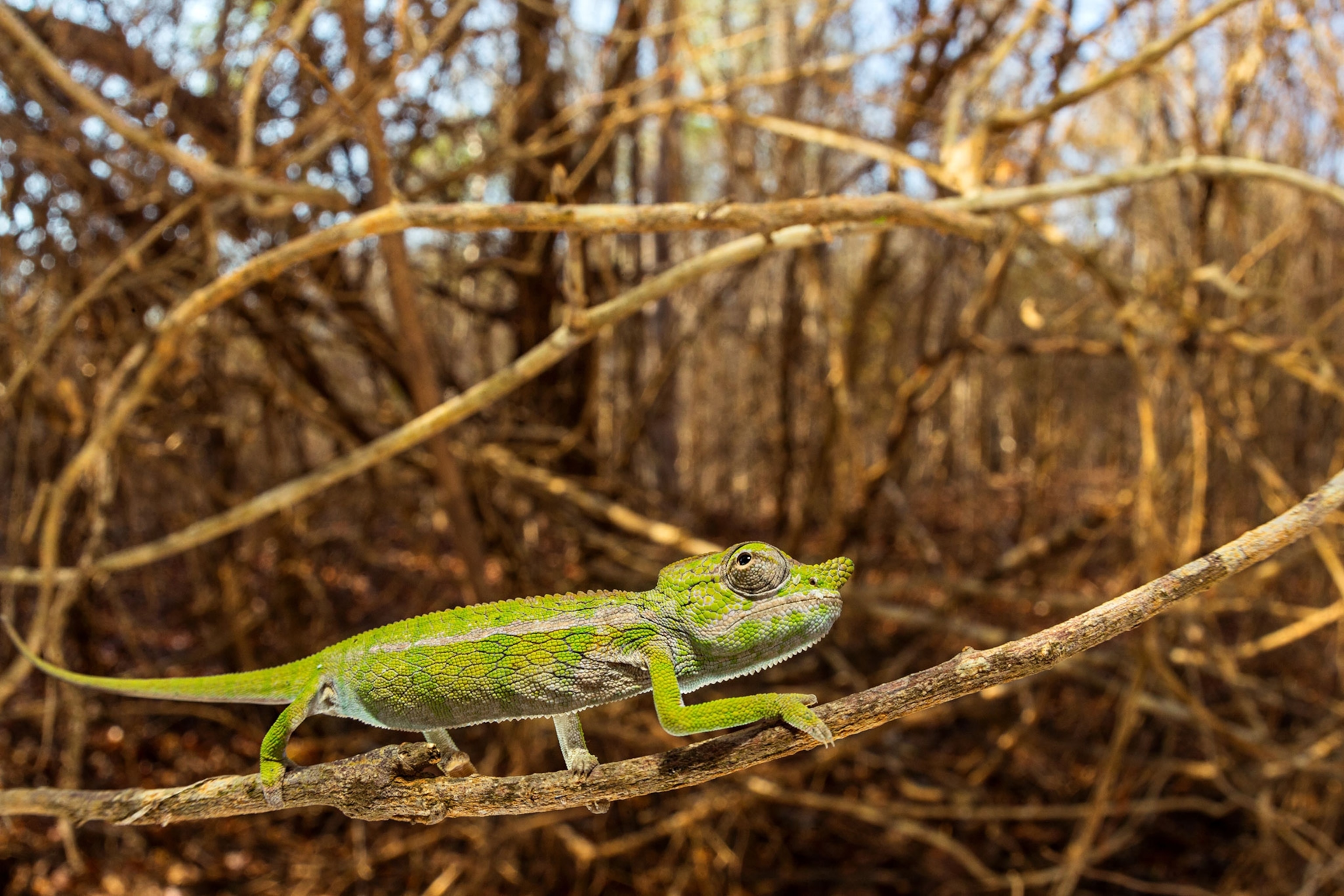 Go, Baby! These Animal Babies Grow Up Without Any Help From Parents