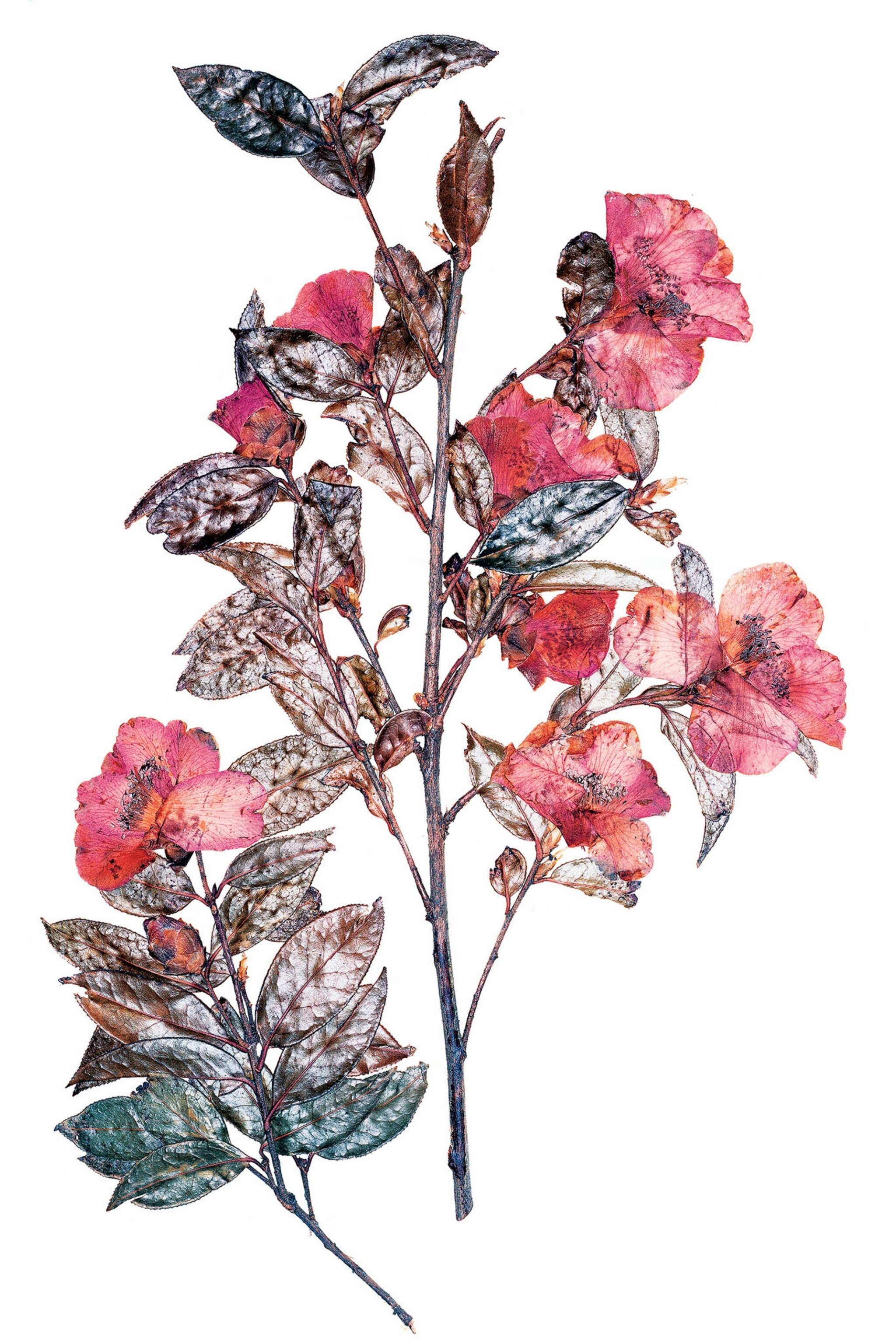 These painstakingly preserved plants are still radiant centuries later