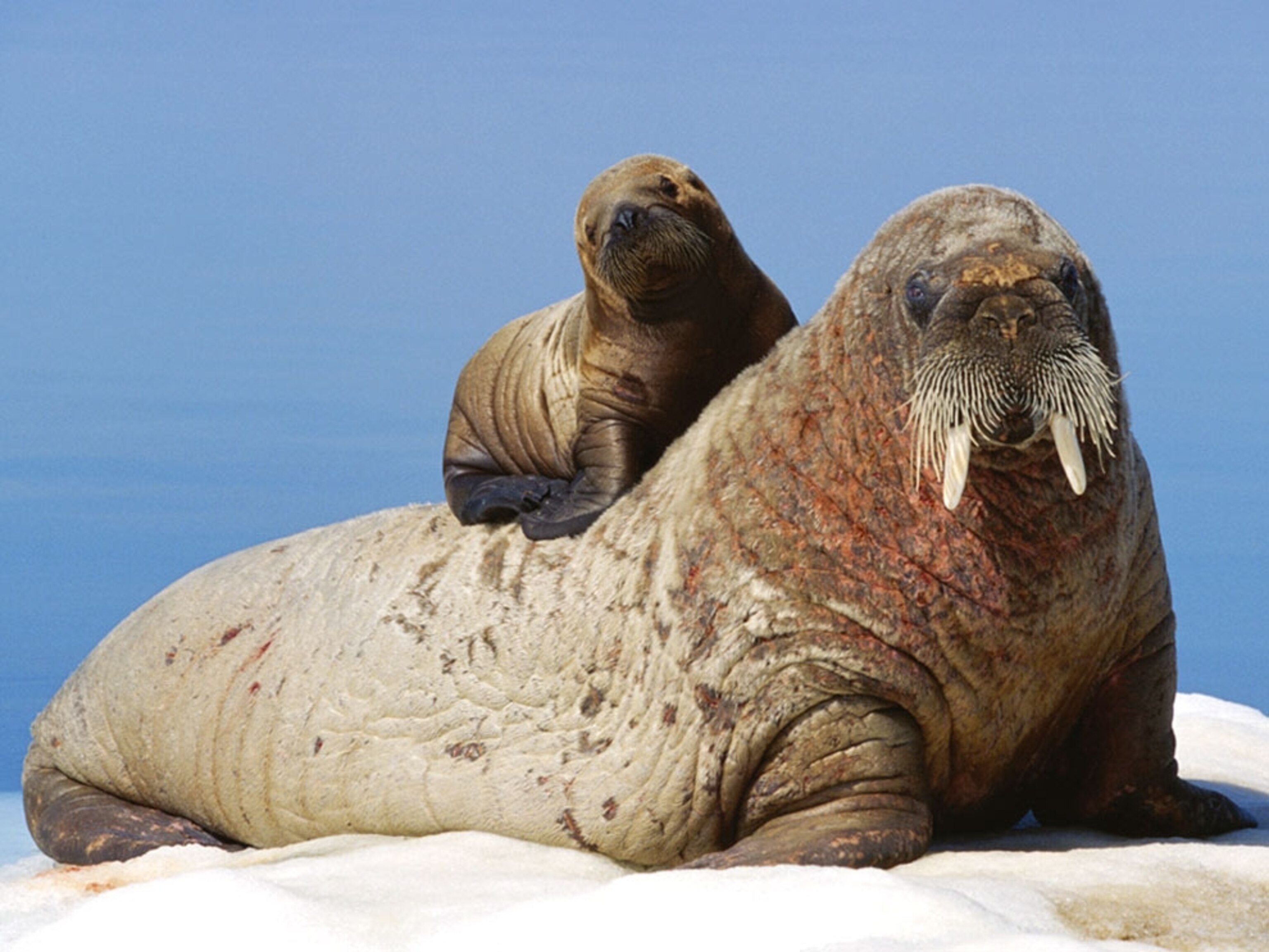 Walrus Pictures – National Geographic