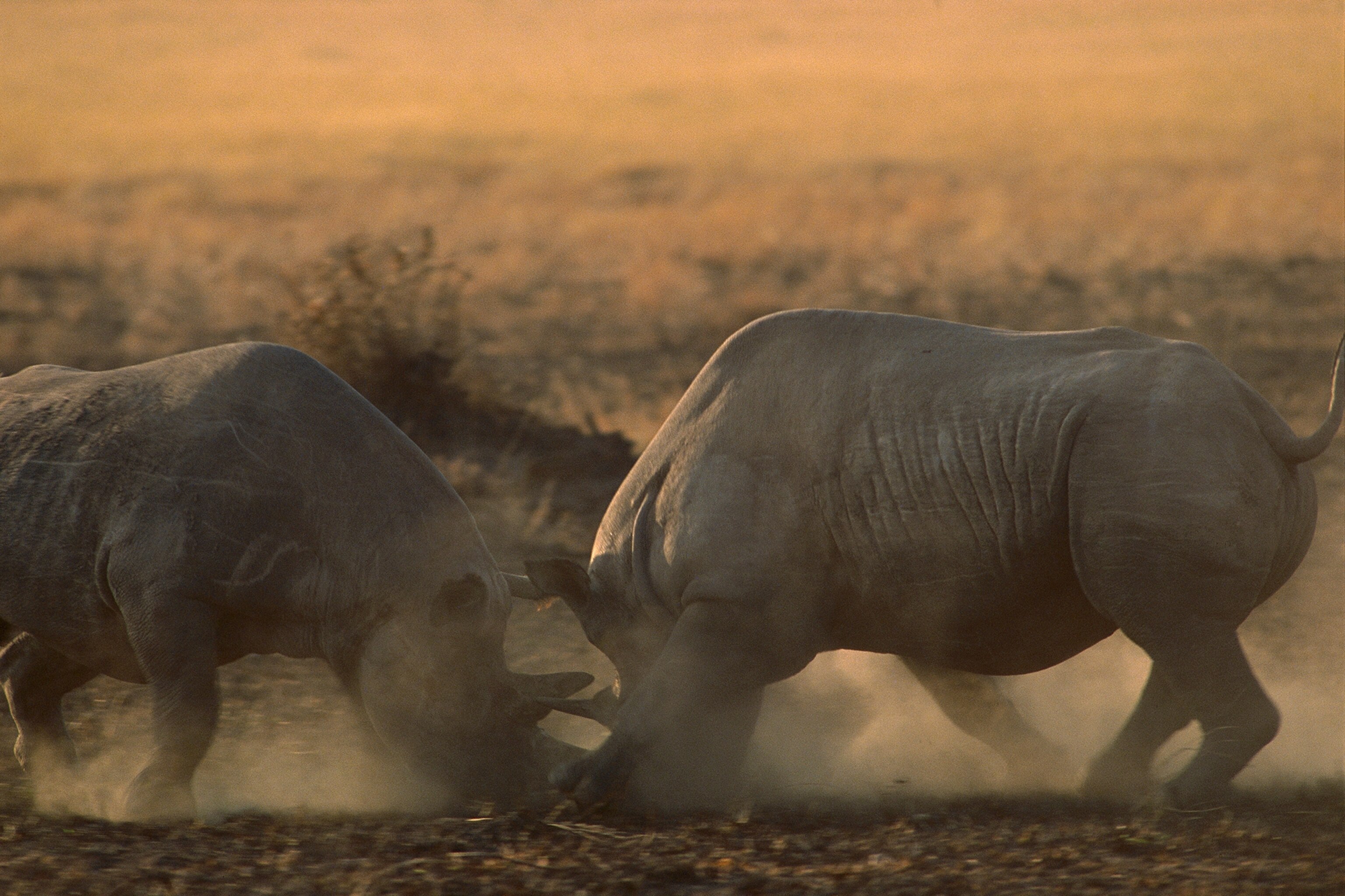 A Brief History of the Long Fight to End Rhino Slaughter