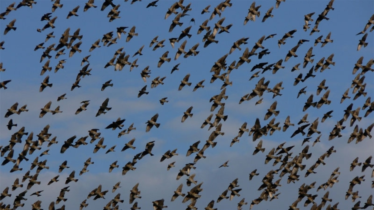 Heart of the Swarm – the Amazing Science of Shoals, Flocks, Hives and ...