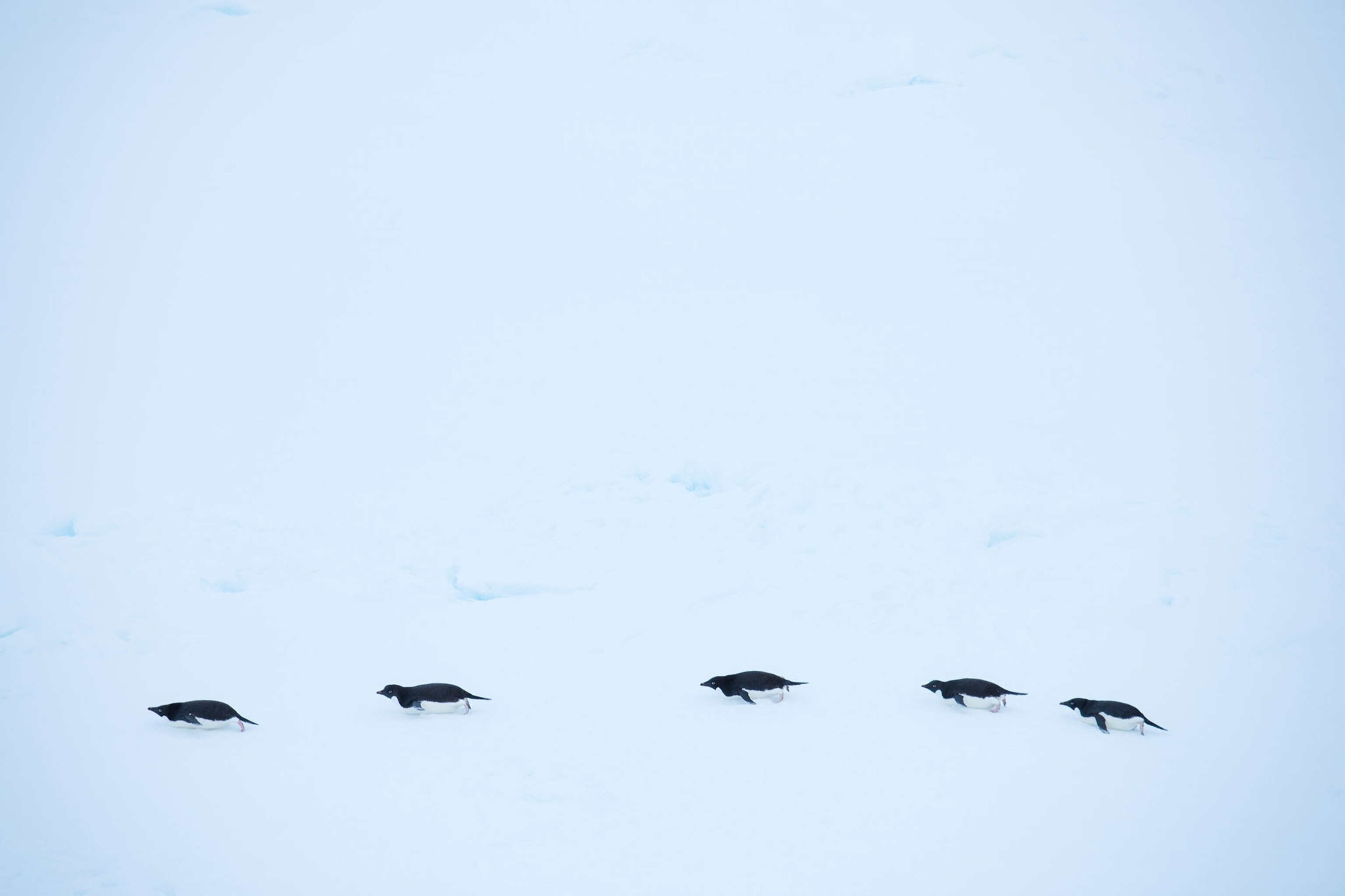 Antarctica Could Lose Most of Its Penguins to Climate Change