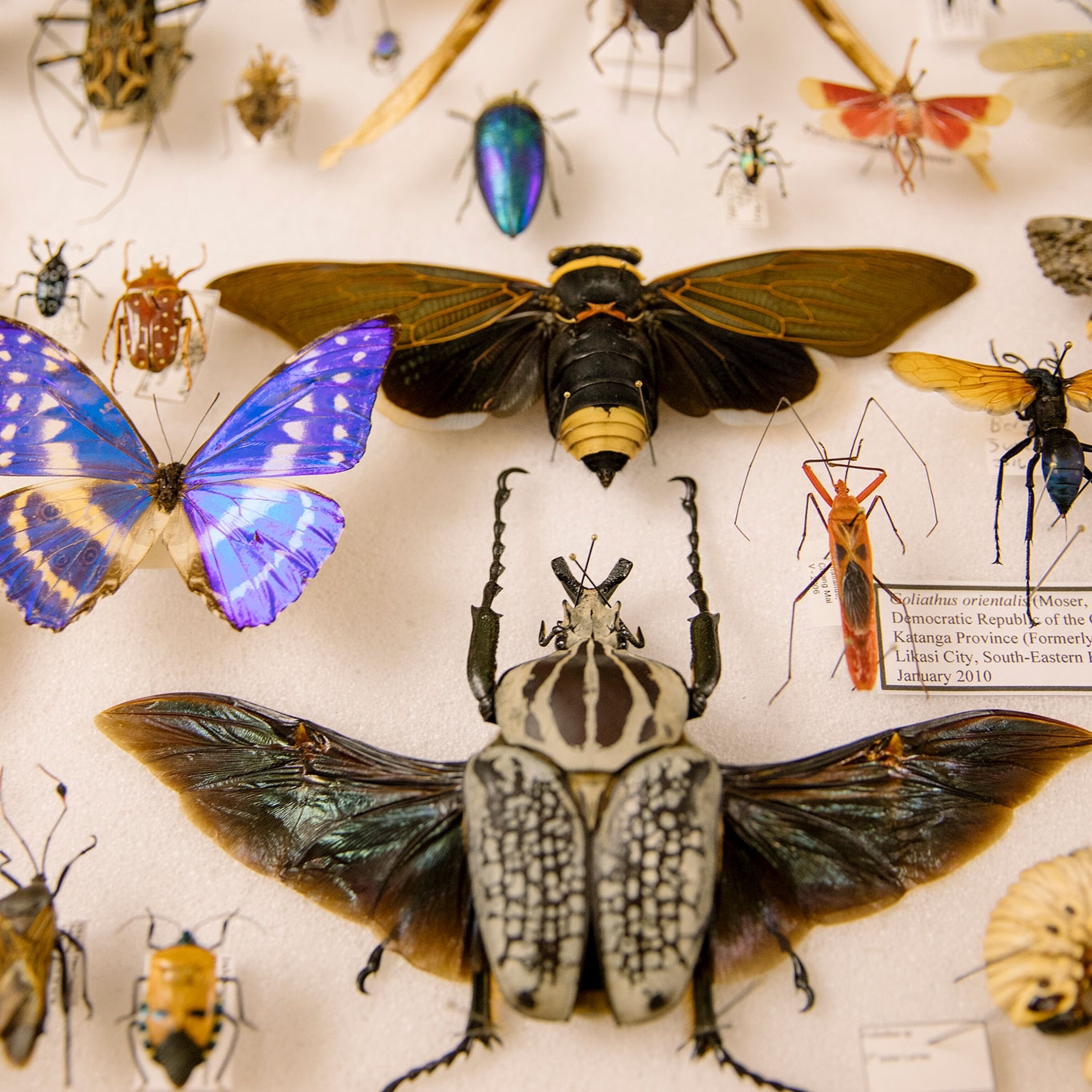 Is Nutrient Broth Agar Media Used To Culture Non-fastidious, 43% OFF