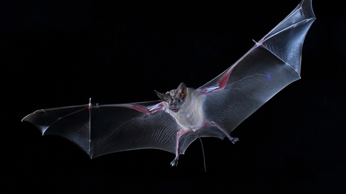'Bag of Chips' Effect: Bats Eavesdrop on Other Bats to Find Food ...