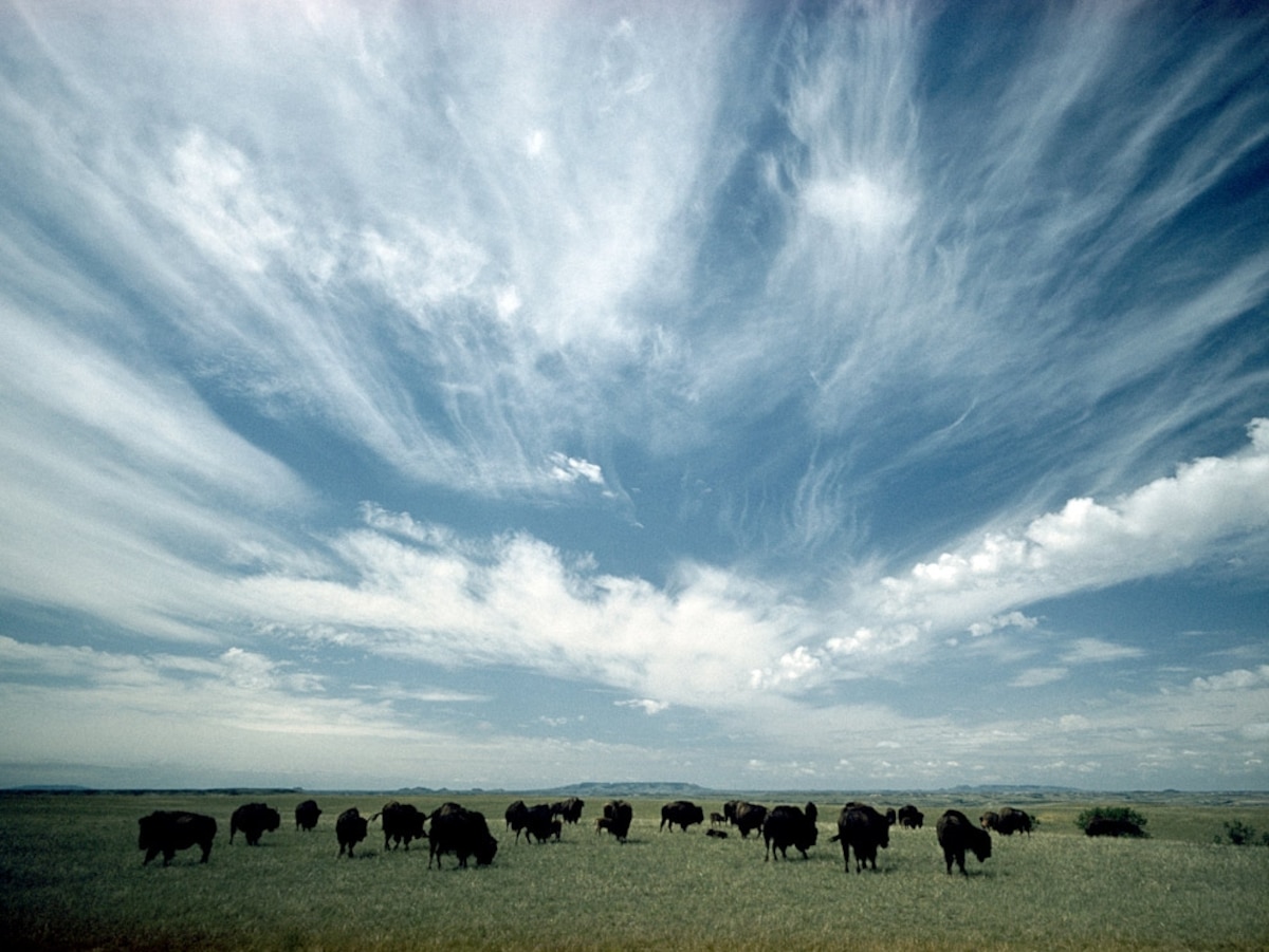 Habitats -- Prairie Pictures, Wallpapers, Downloads -- National Geographic
