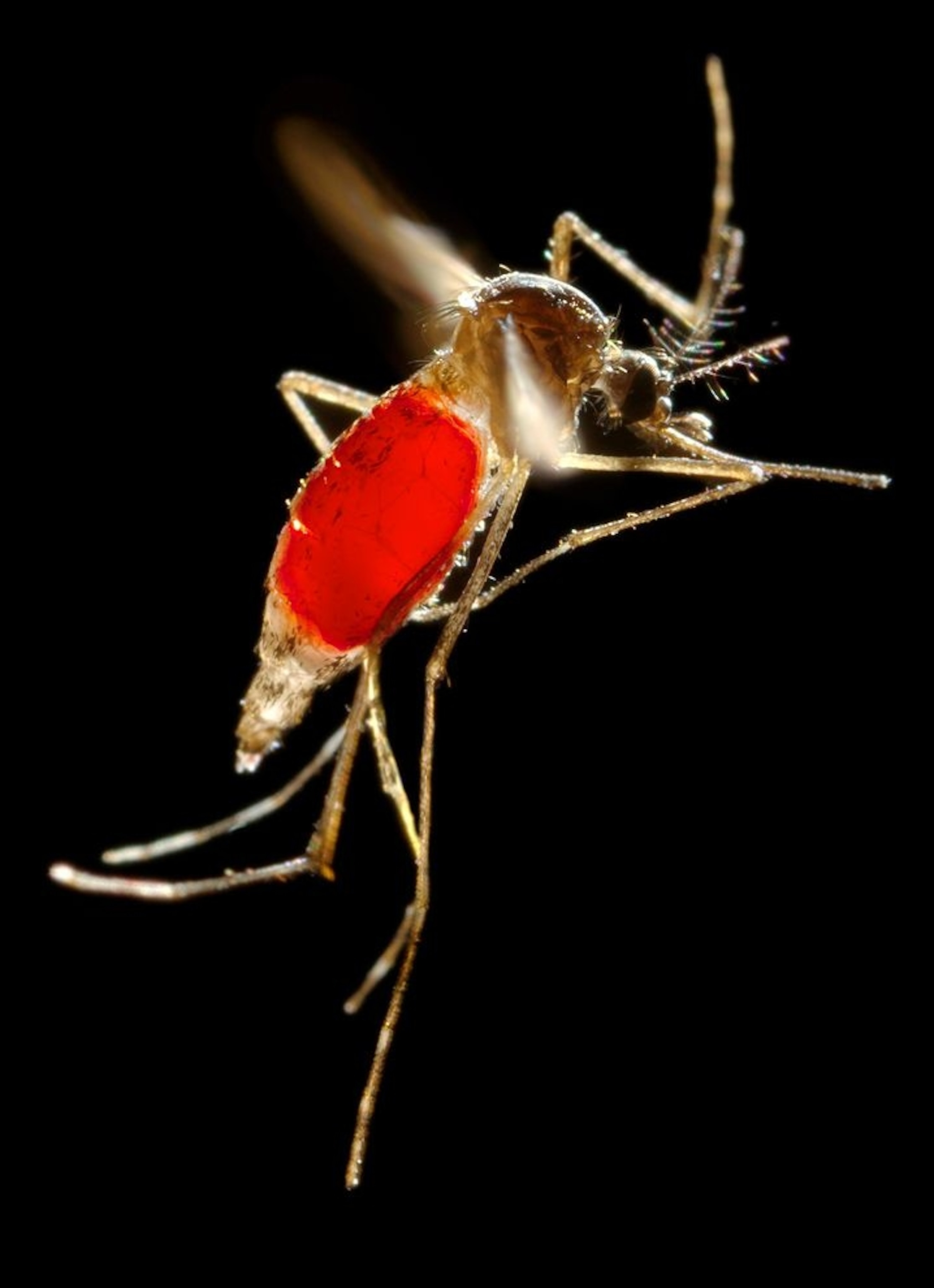 Mutant Mosquitoes Not Repelled by DEET | National Geographic