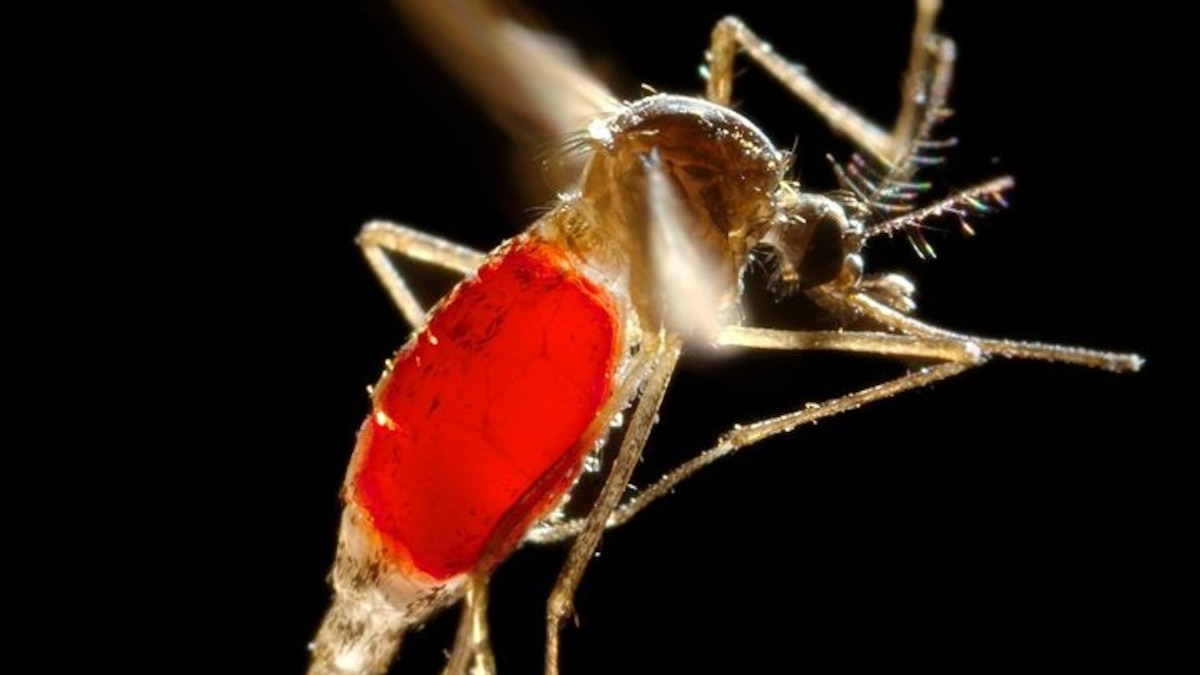 Mutant Mosquitoes Not Repelled by DEET | National Geographic