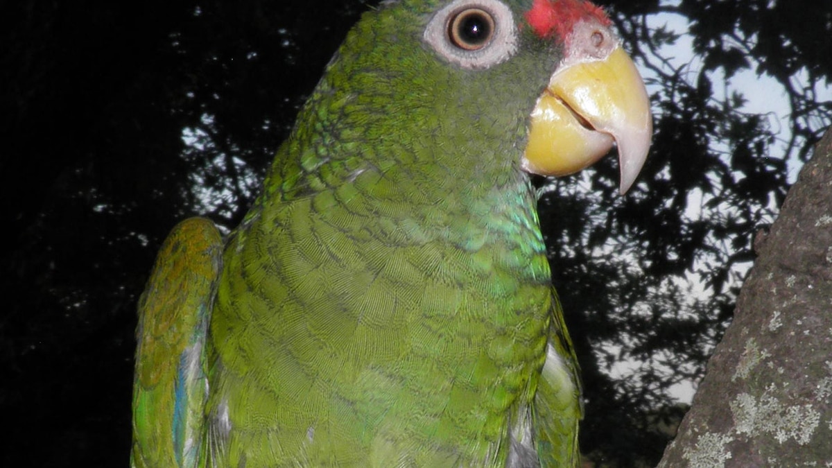 This New Parrot Species Sounds Like a Hawk | National Geographic