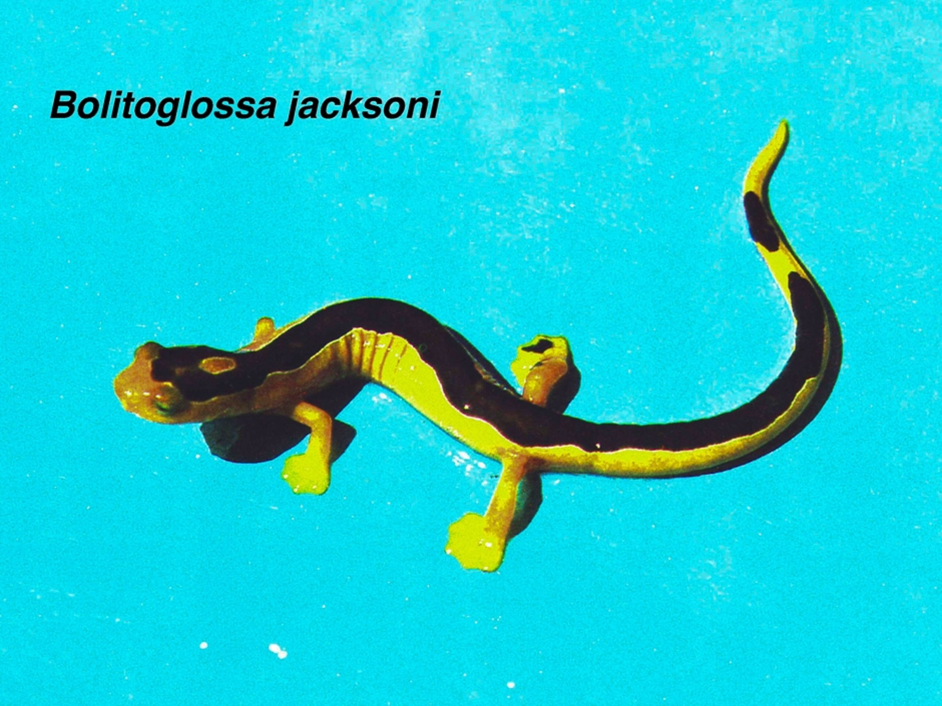 Photos: Ten Most Wanted "Extinct" Amphibians