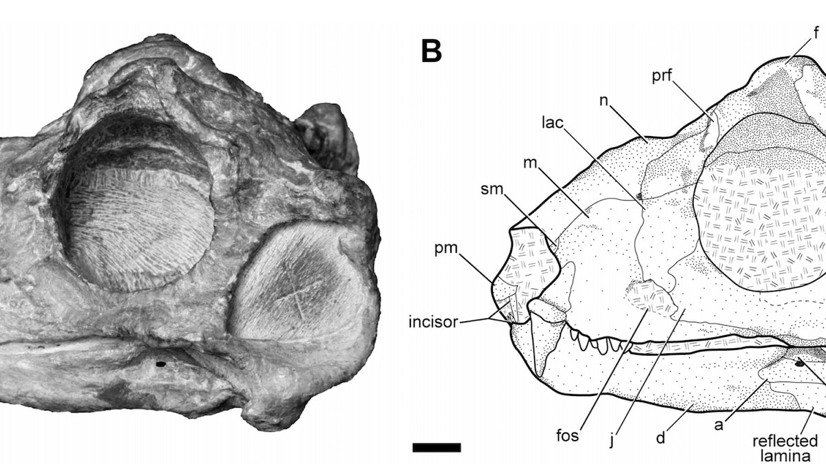 Paleo Profile: The Head of the Devil | National Geographic