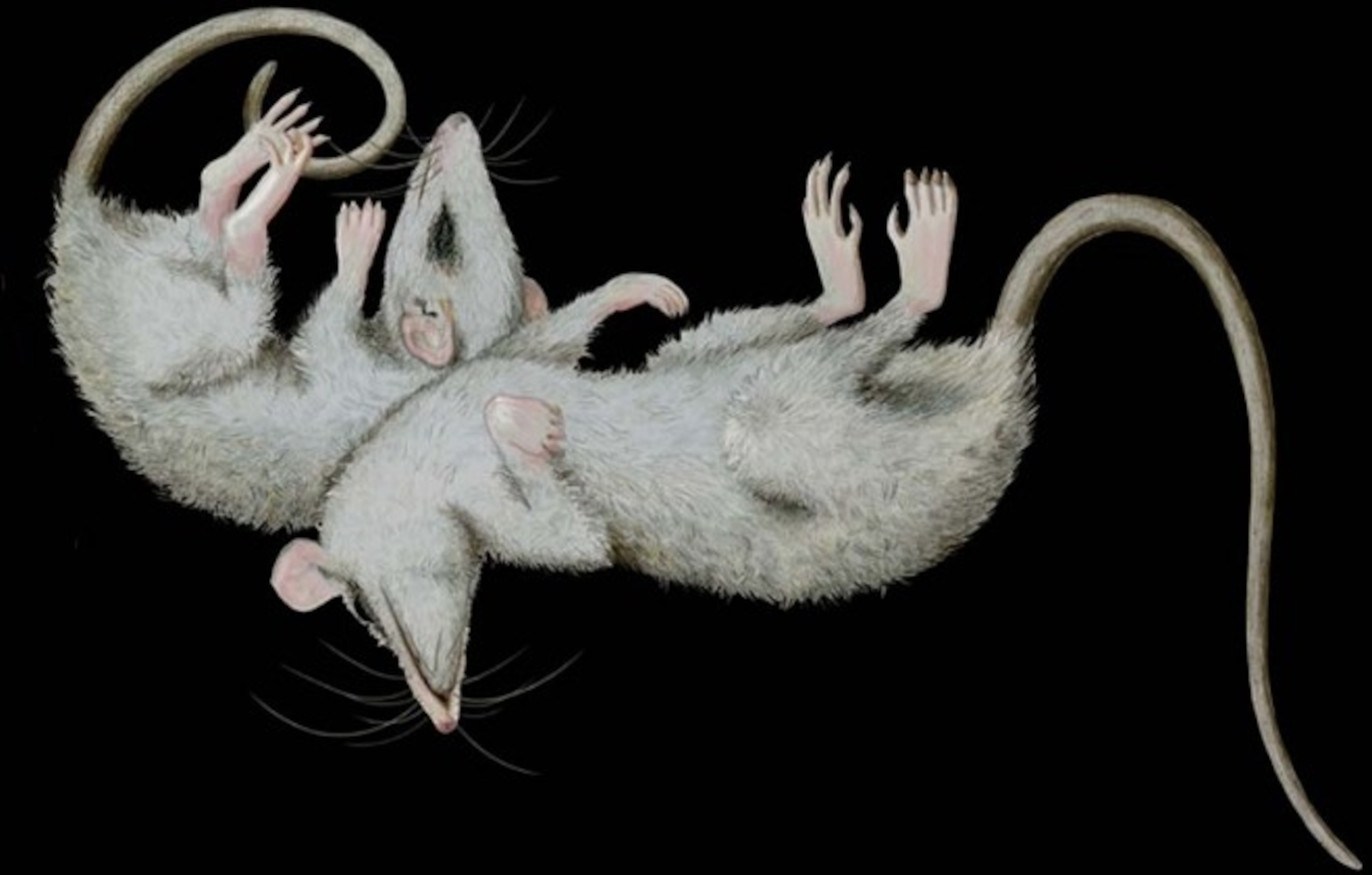 A Plethora of Fossil Possums | National Geographic