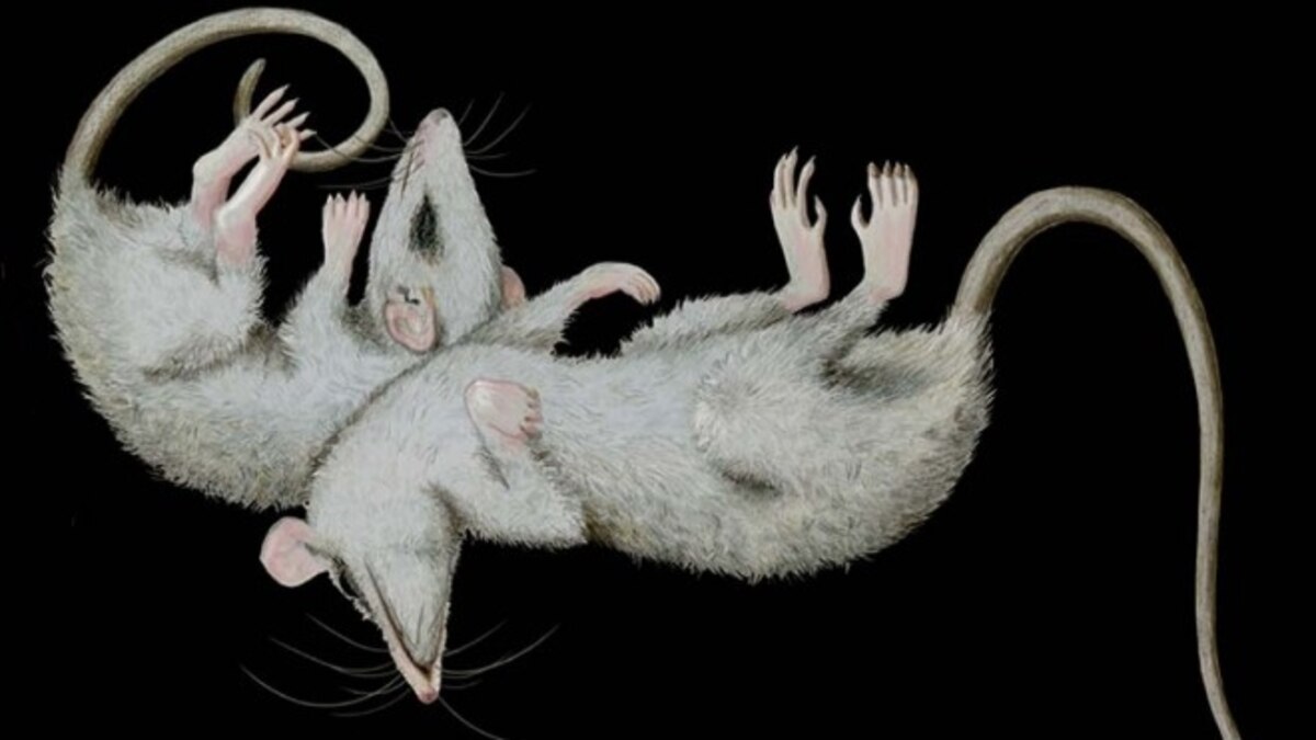 A Plethora of Fossil Possums | National Geographic