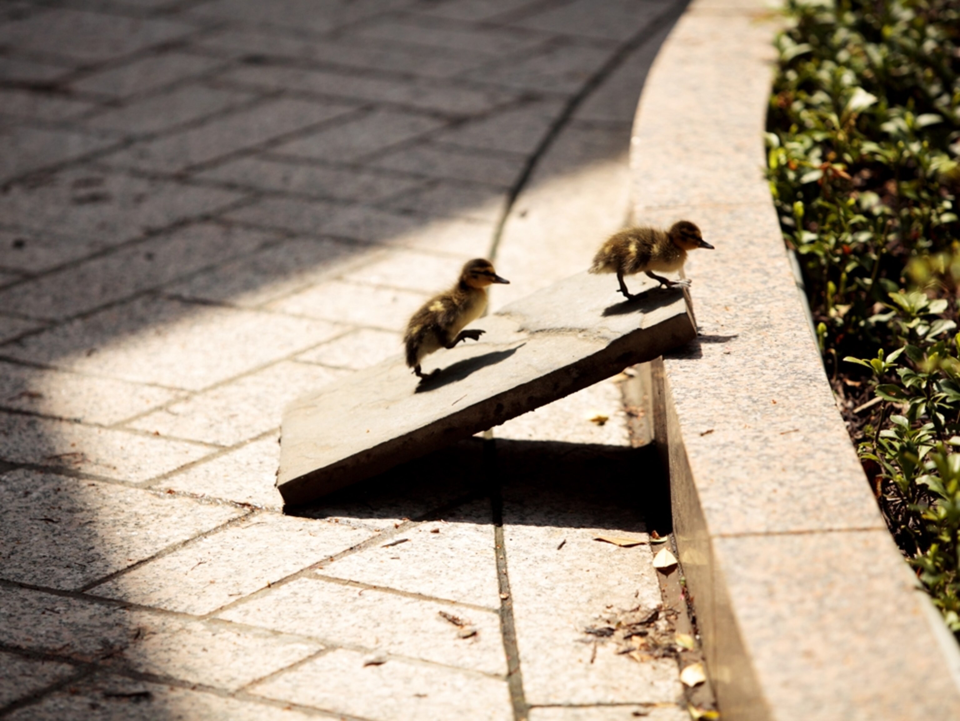 National Geographic's Mallard Duck Pictures - Duck Wallpapers ...