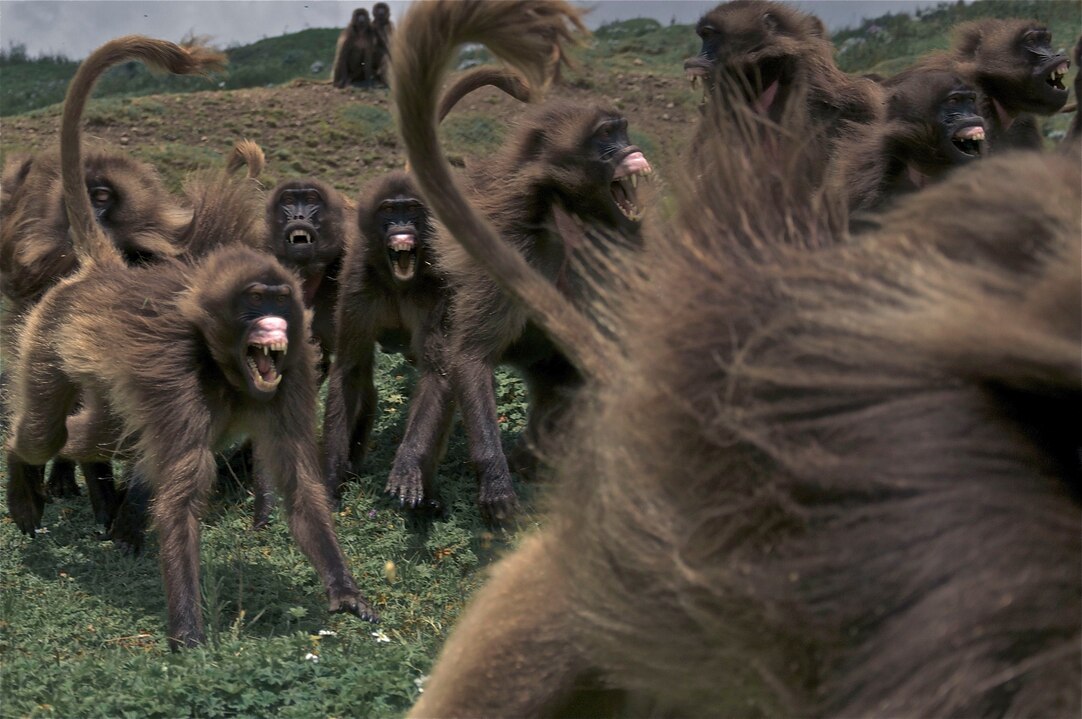 Gelada Bavian Tenner