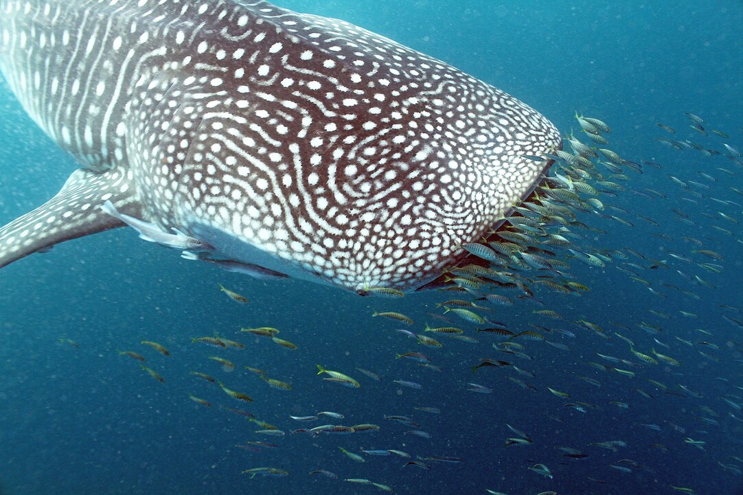 Whale Shark Eating Plankton
