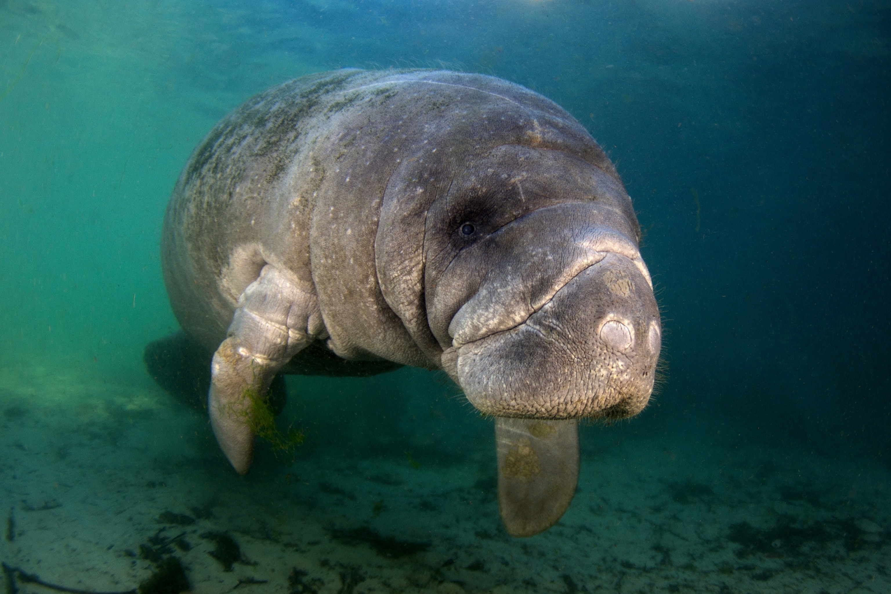 These underwater beasts inspired fear, superstition—and searches