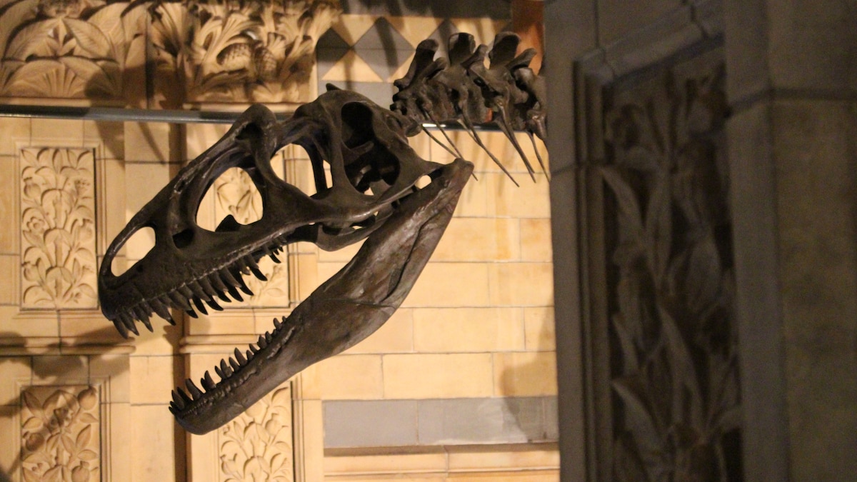 A Dinosaur Reading List for Everyone | National Geographic