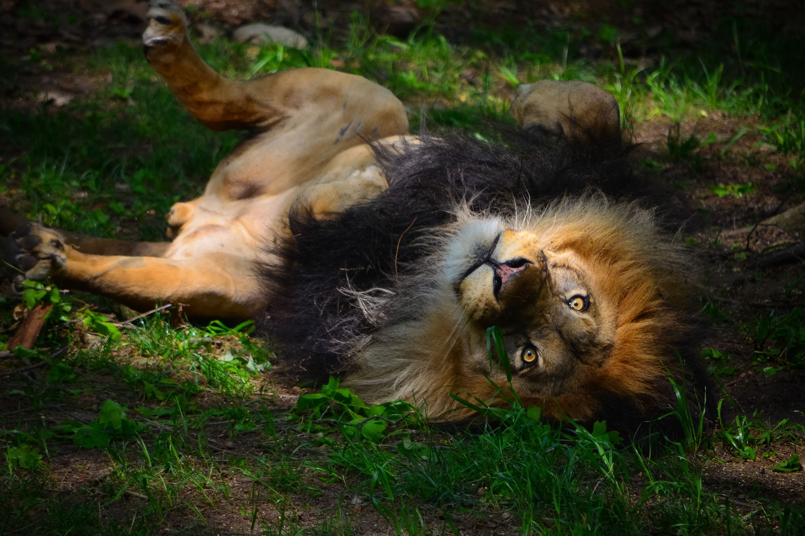 Is Captive Lion Hunting Really Helping to Save the Species?