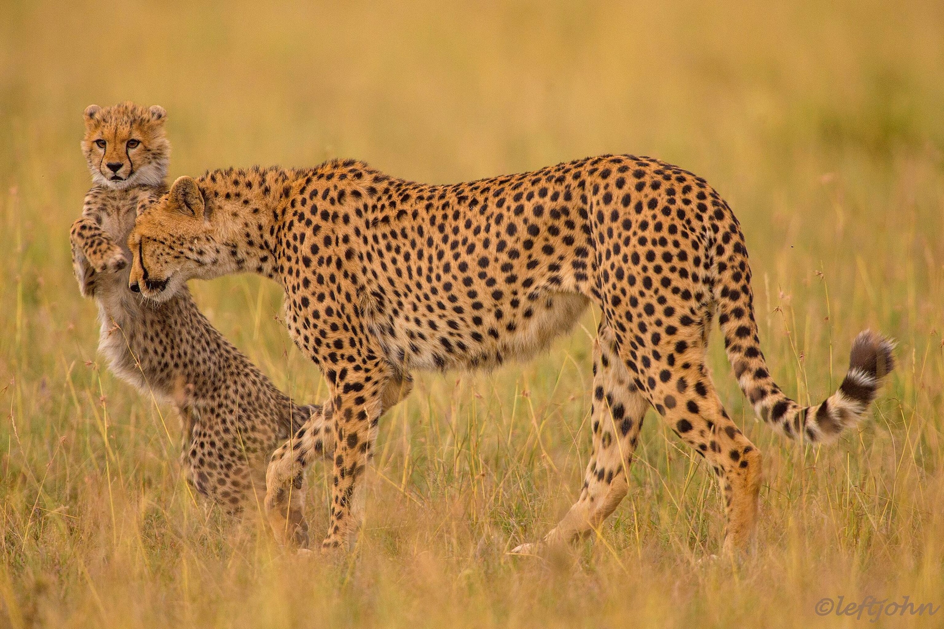 Cheetah-Dog Friendship Isn't As Strange As It Sounds