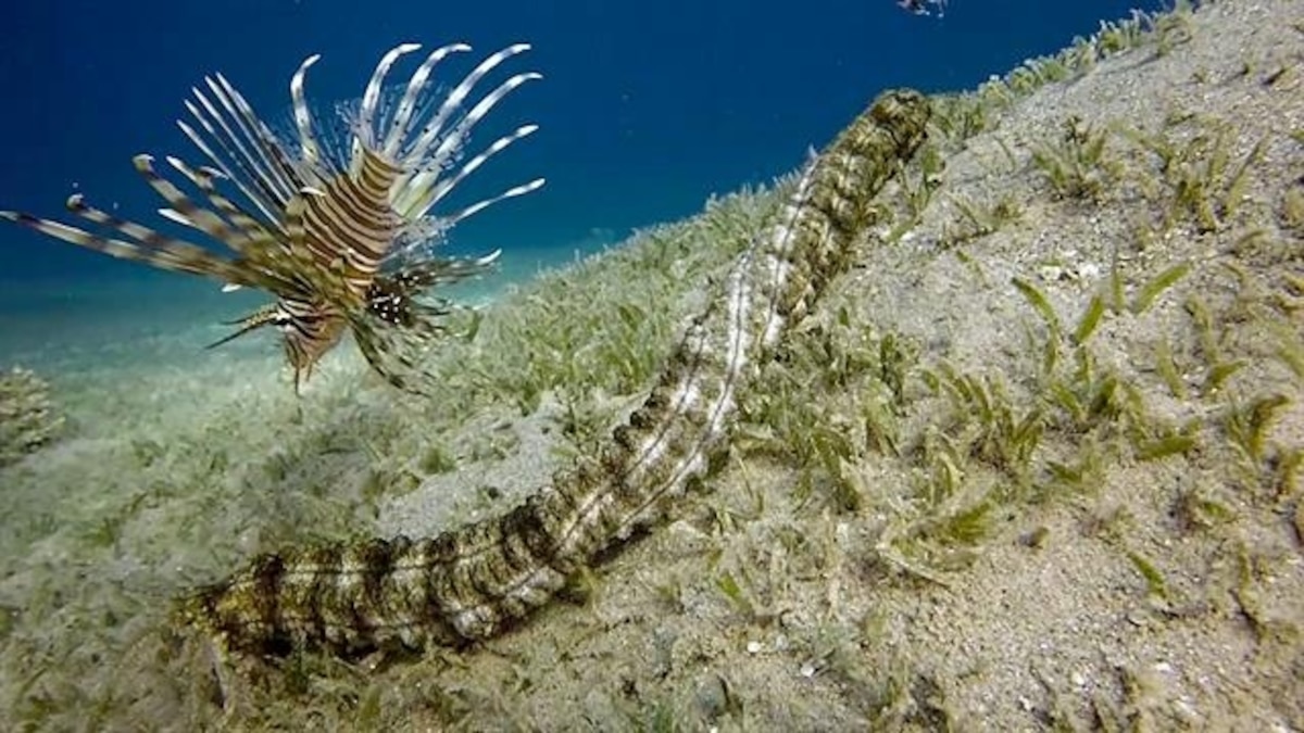 Watch: Divers Stumble Across a Super-Long Sea Cucumber | National ...