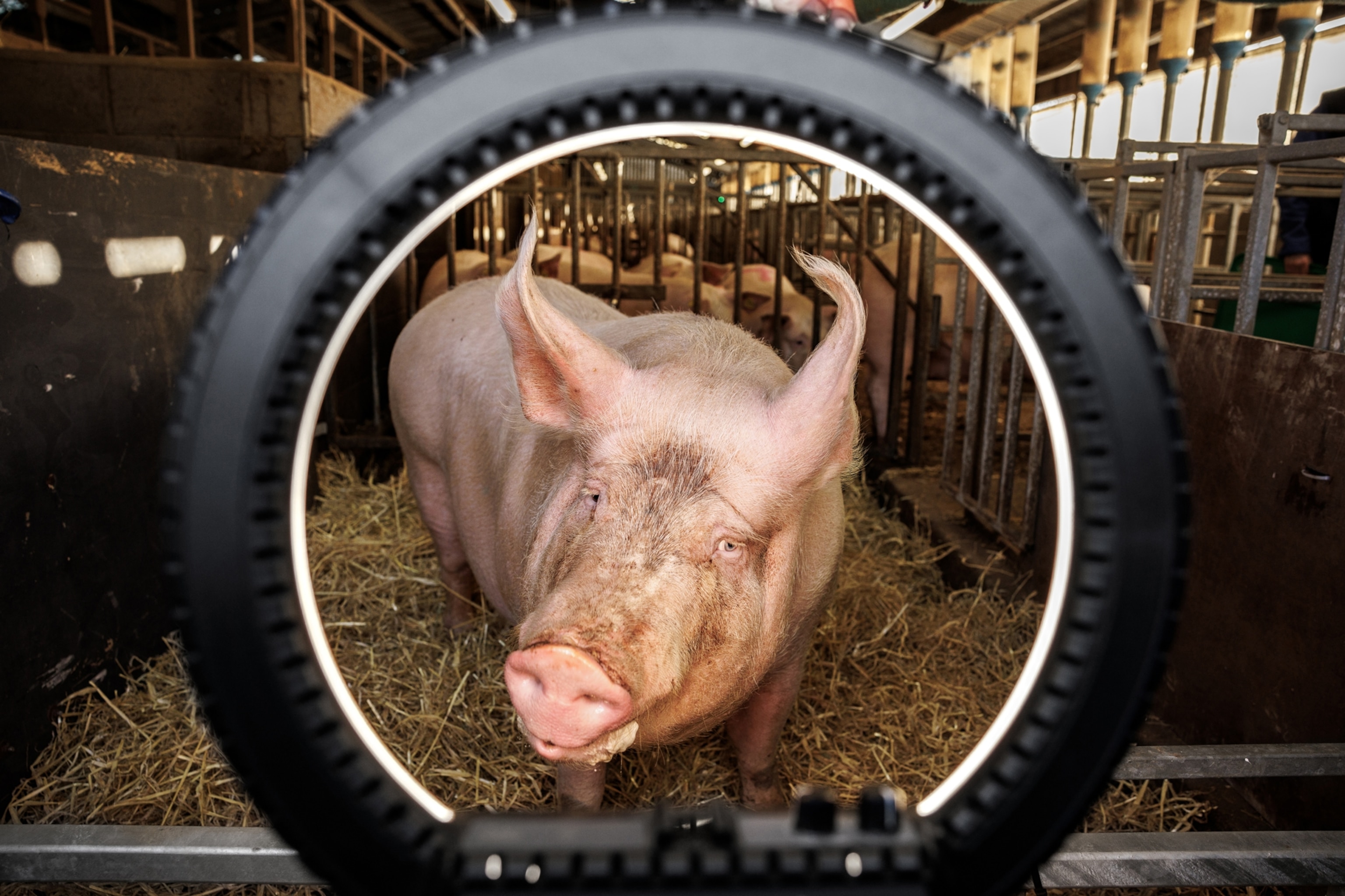 What are animals thinking? They feel empathy, grieve, seek joy just ...