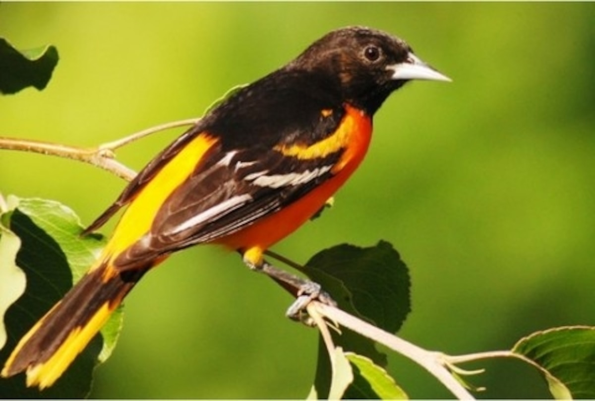 For the Birds: Local Birding Festivals