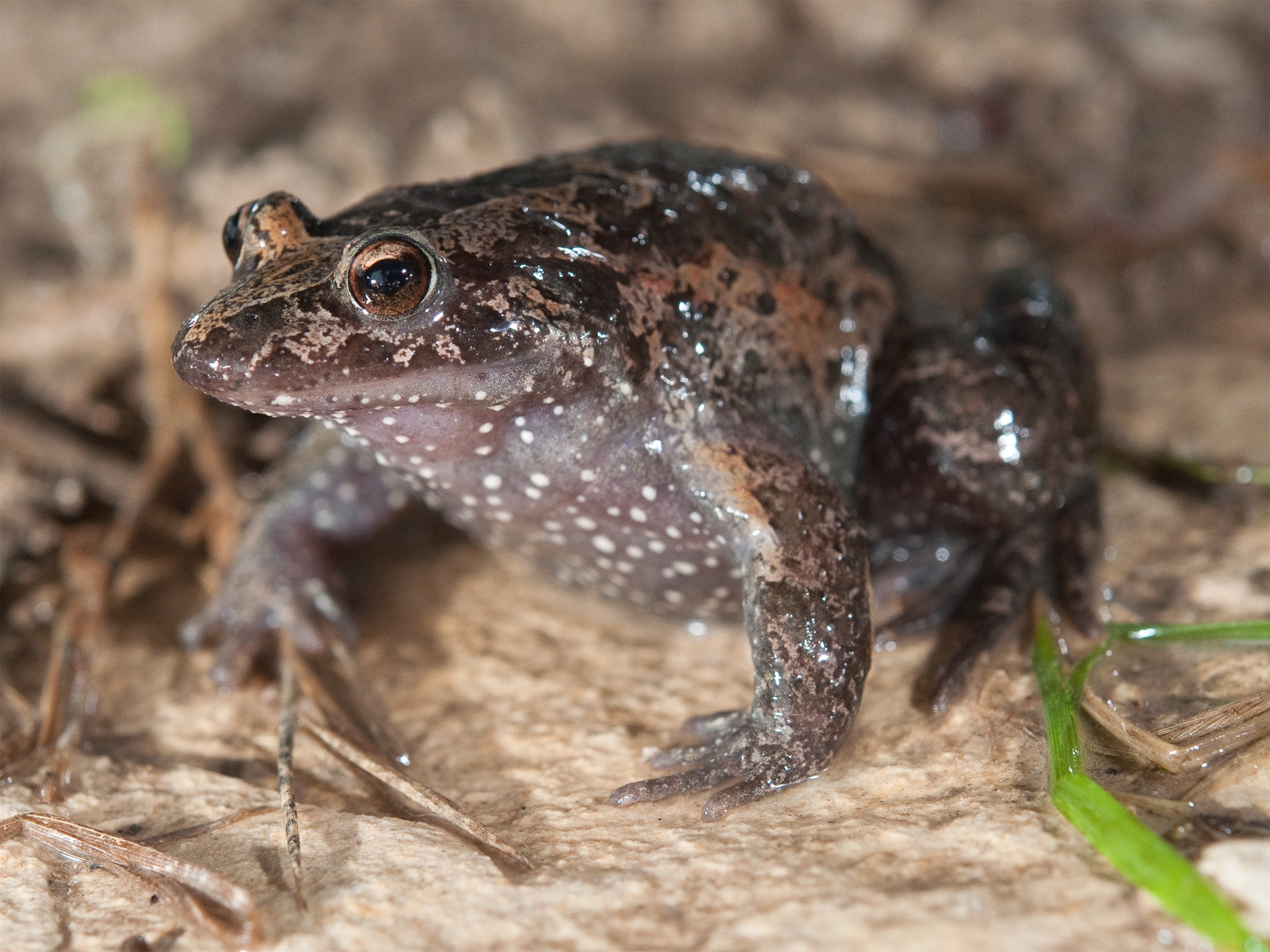 Photos: "Snubby" Monkey, Hula Frog Among New Most At-Risk Species ...