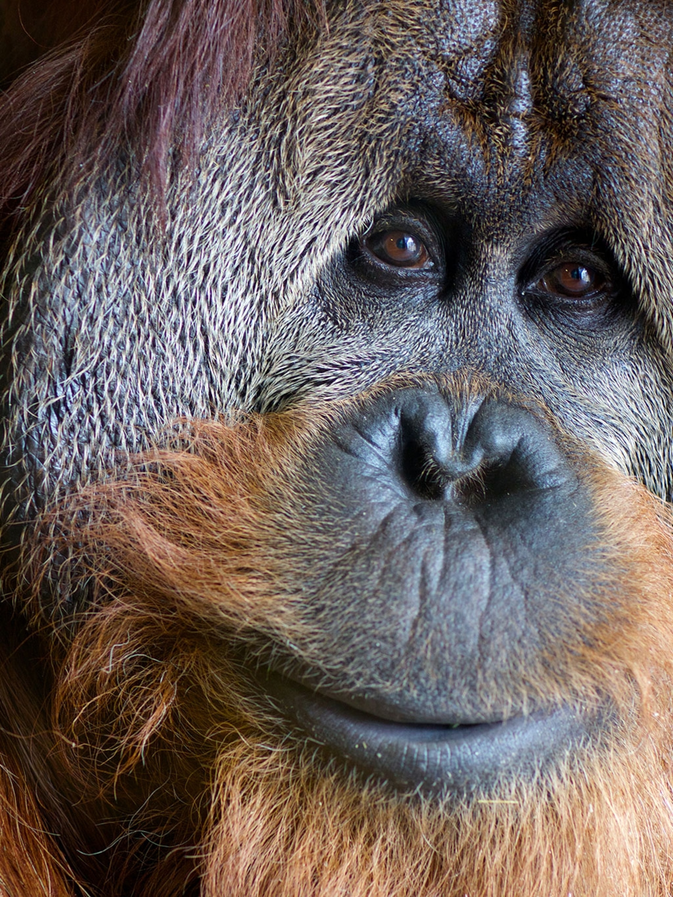Obese Orangutan