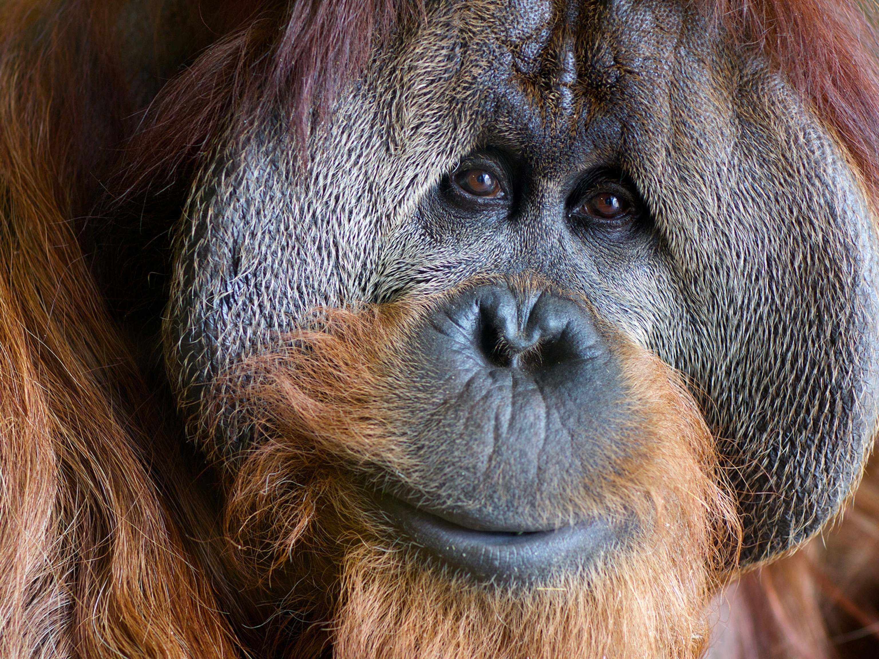 Sumatran Orangutan Face
