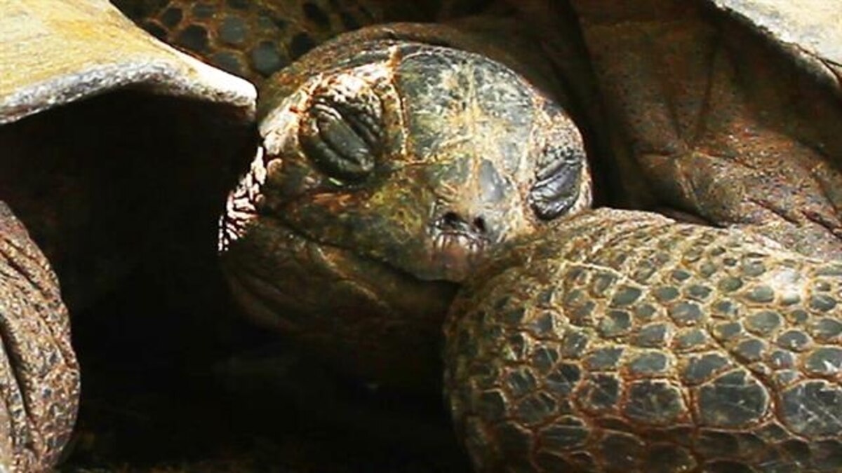 Cave-Dwelling Giant Tortoises Are a Big Surprise