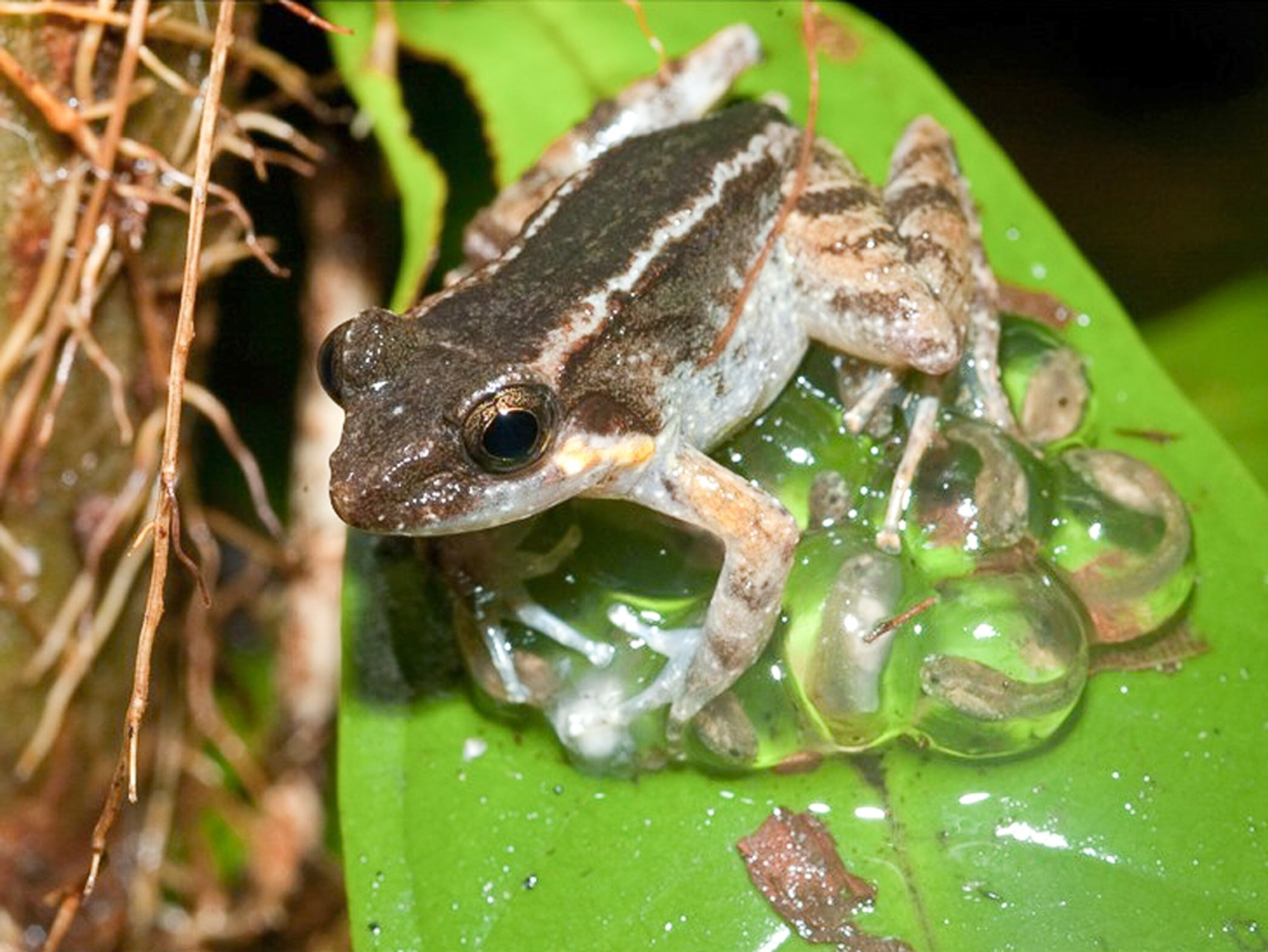 Fanged-Frog Pictures: 9 New Species Found