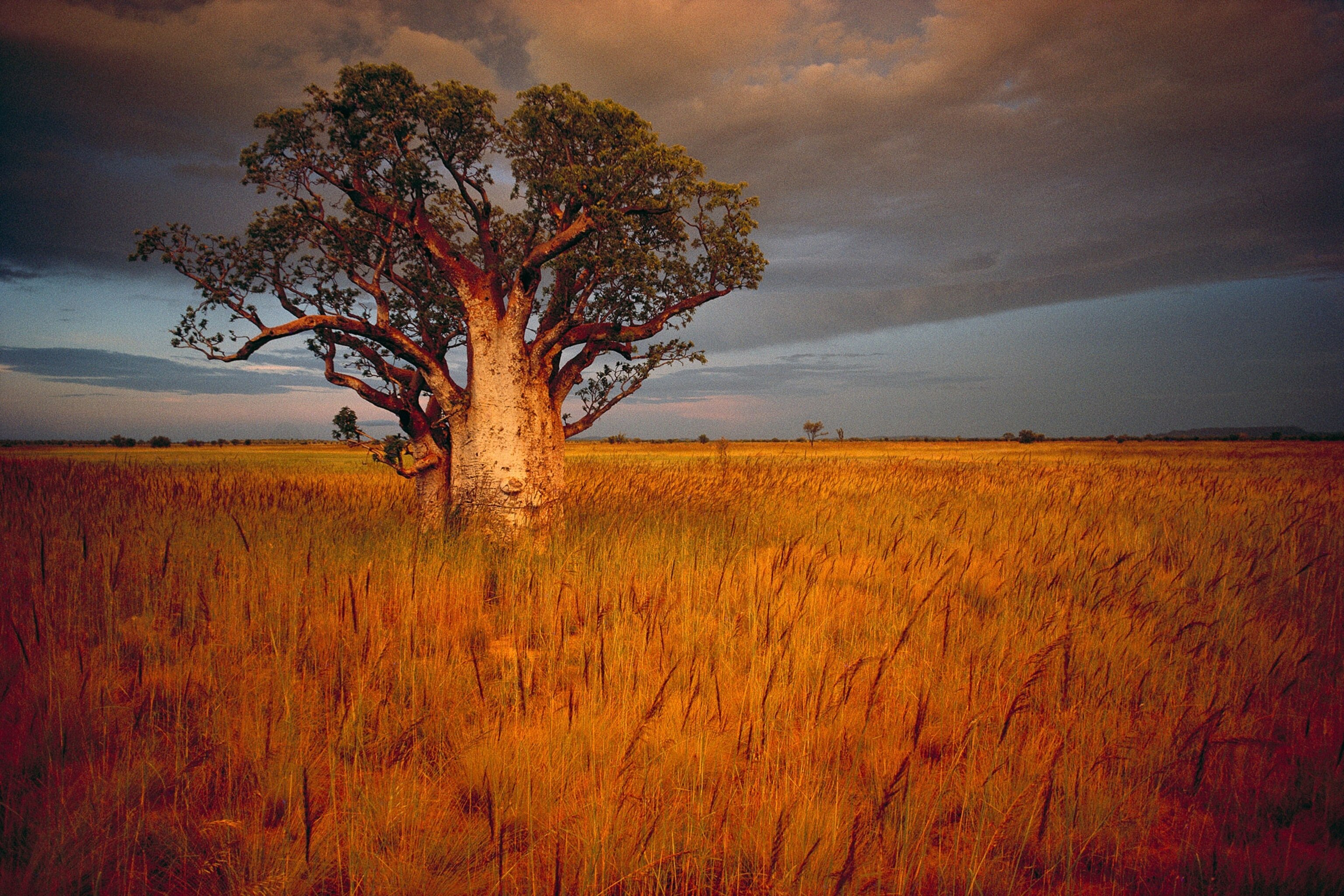 Unique trees from Nat Geo’s photo archives mark amazing moments