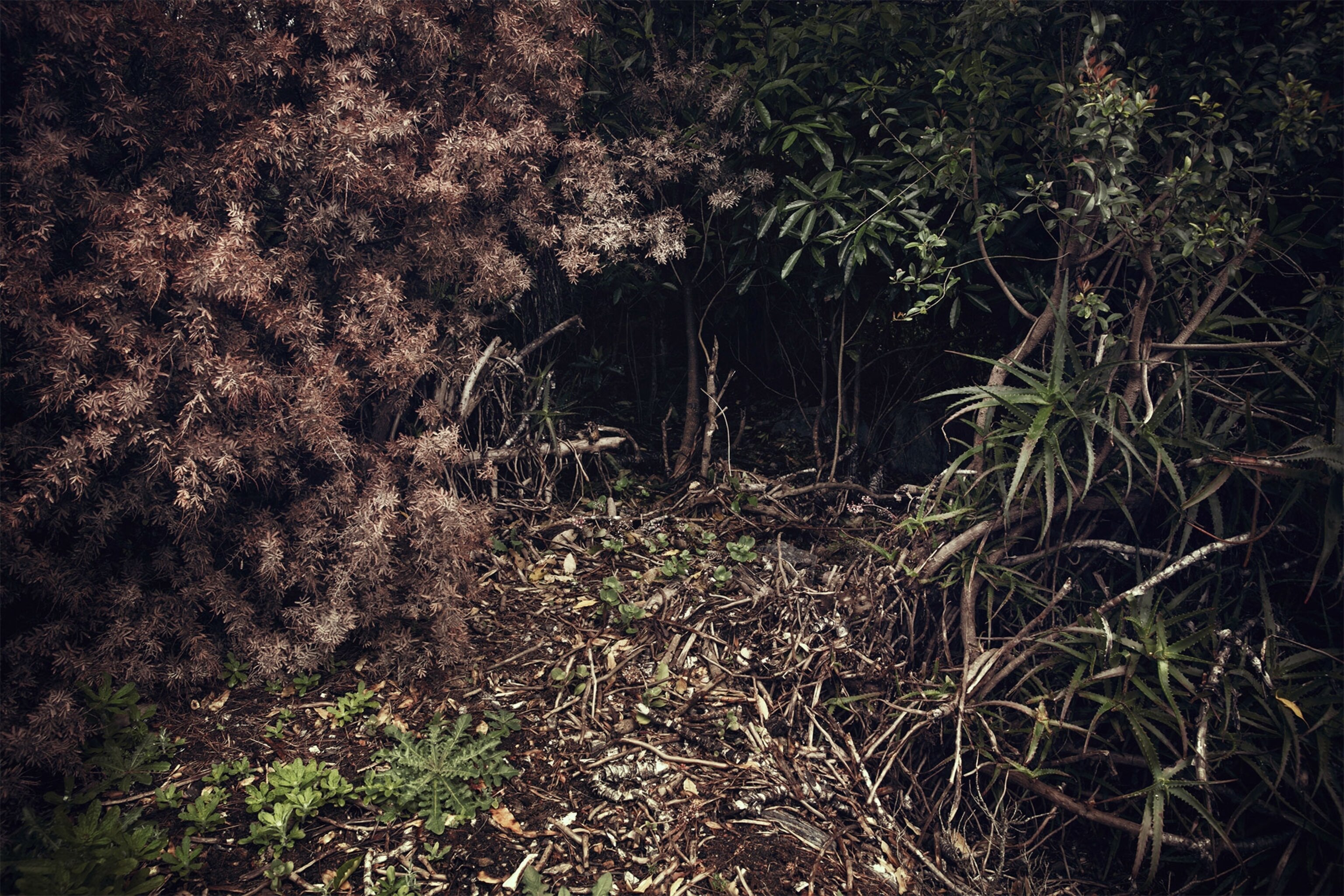 Forest bathing: what it is and where to do it